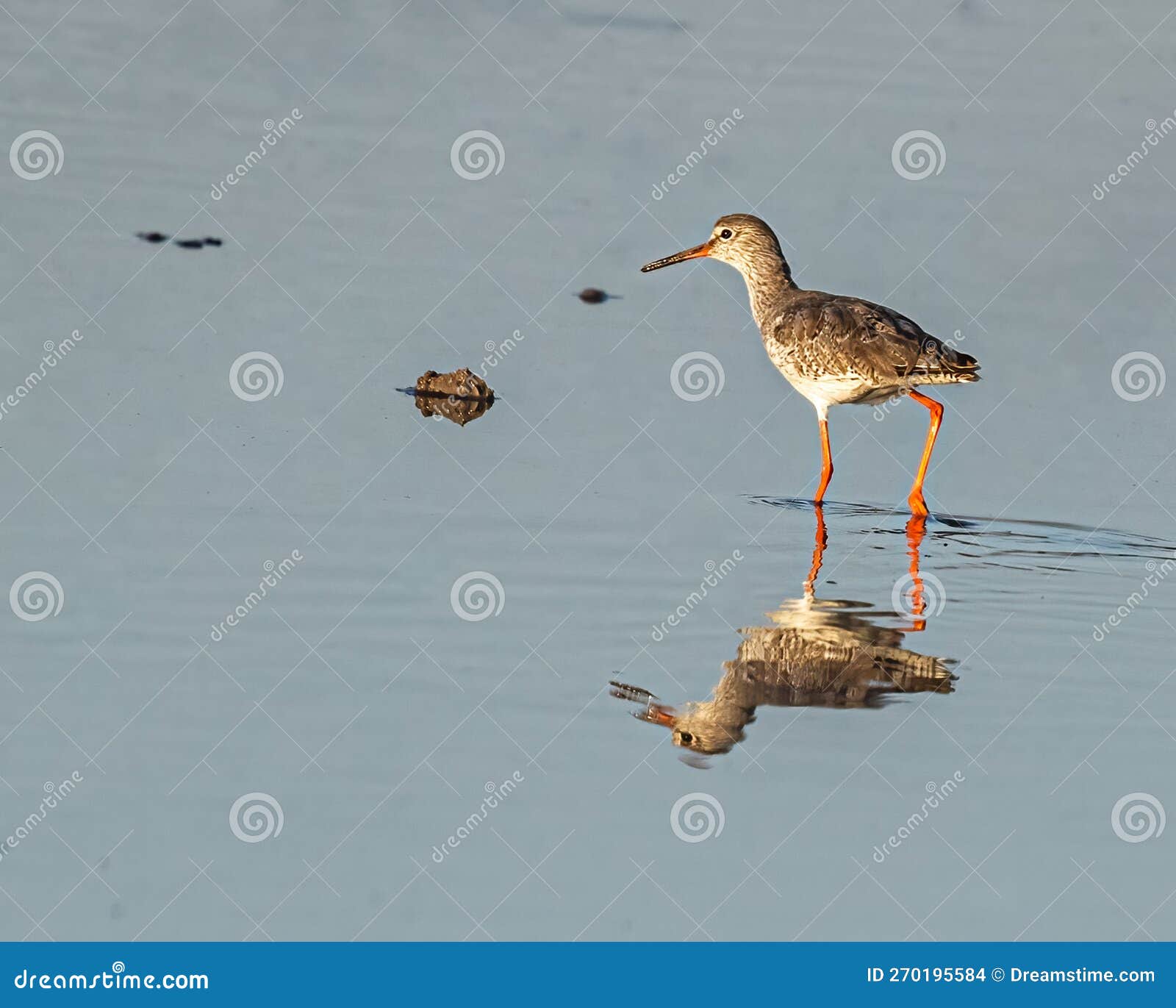 A red Shank looking back stock photo. Image of avian - 270195584