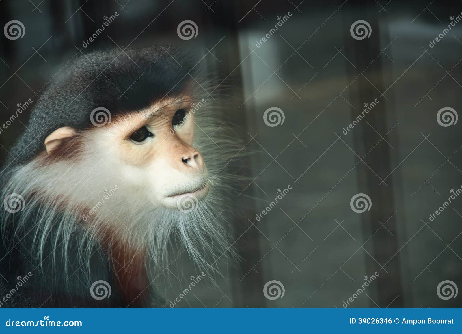 Red-shanked Douc in the Cage Stock Photo - Image of inside, head: 39026346