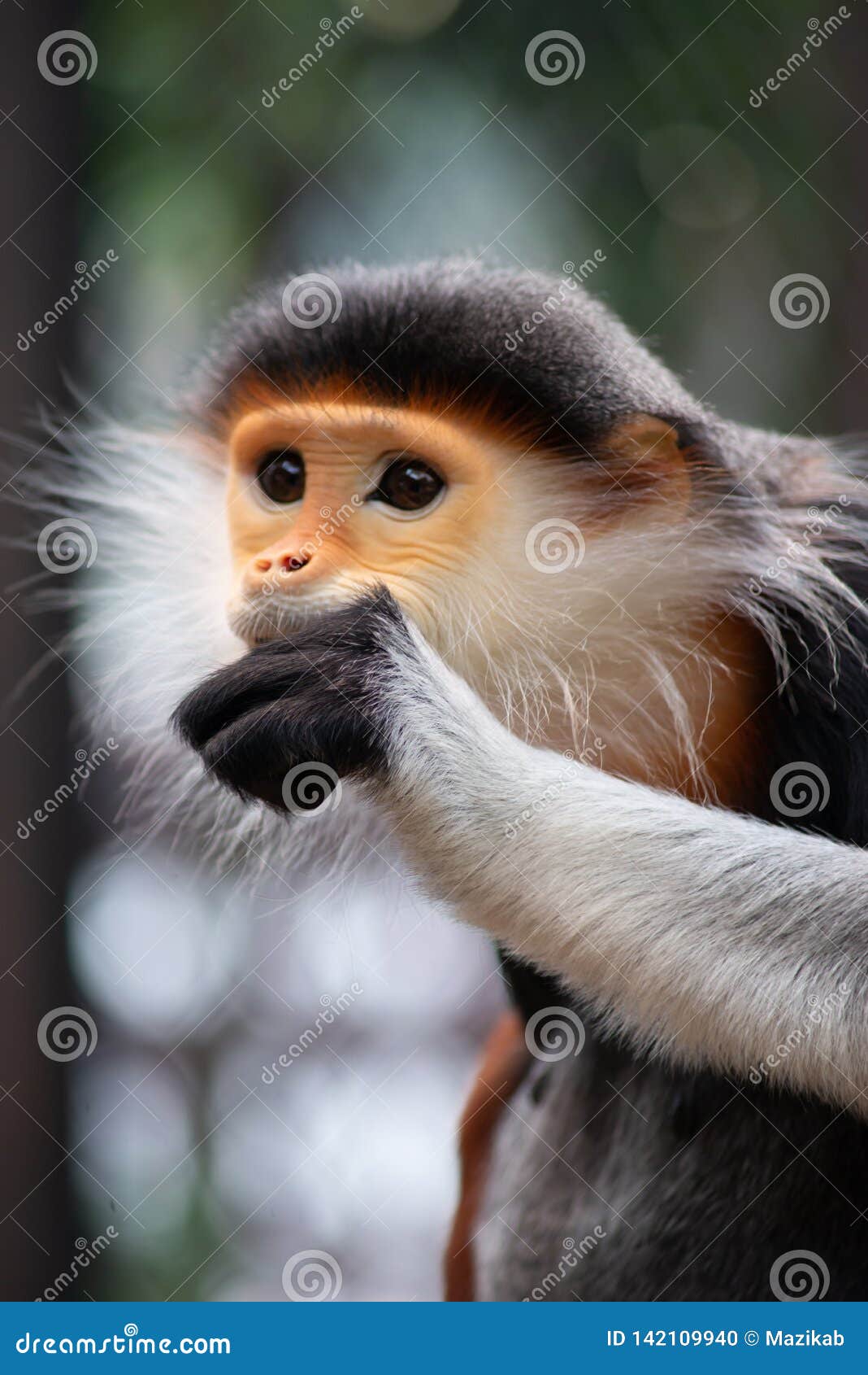 Red-shanked douc stock photo. Image of forest, endangered - 142109940