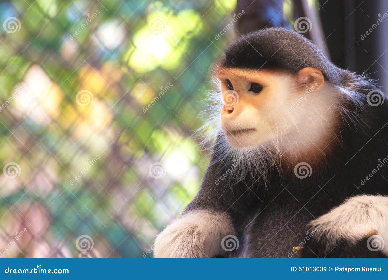 Red shanked douc stock image. Image of douc, yellow, nemaeus - 61013039