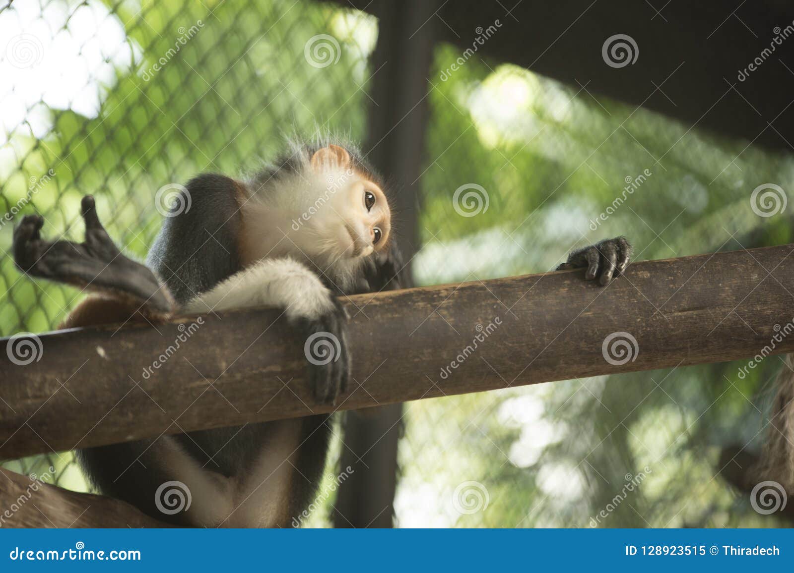 Red-shanked Douc Langur stock image. Image of life, asia - 128923515
