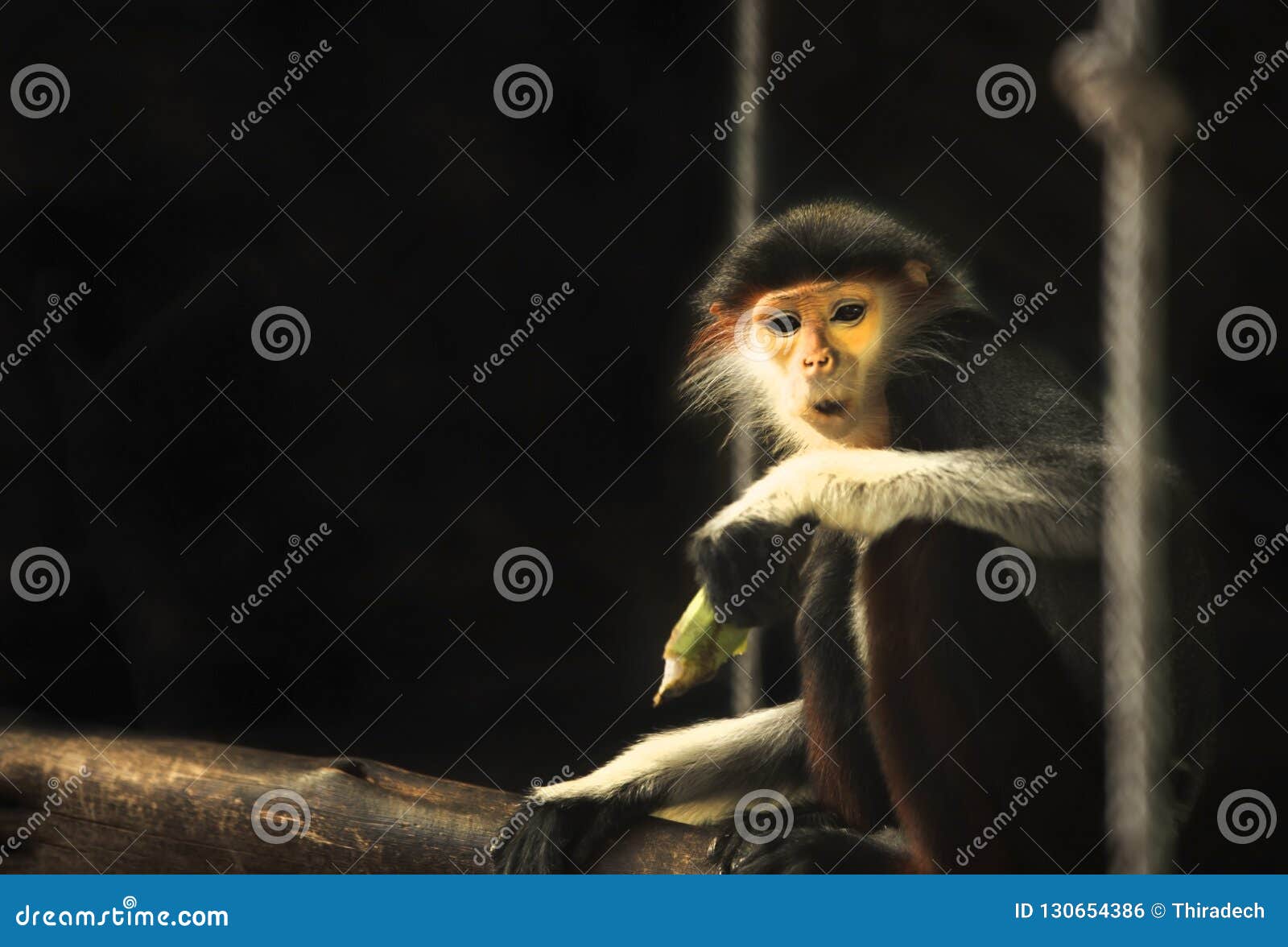 Red-shanked Douc Langur stock photo. Image of nemaeus - 130654386