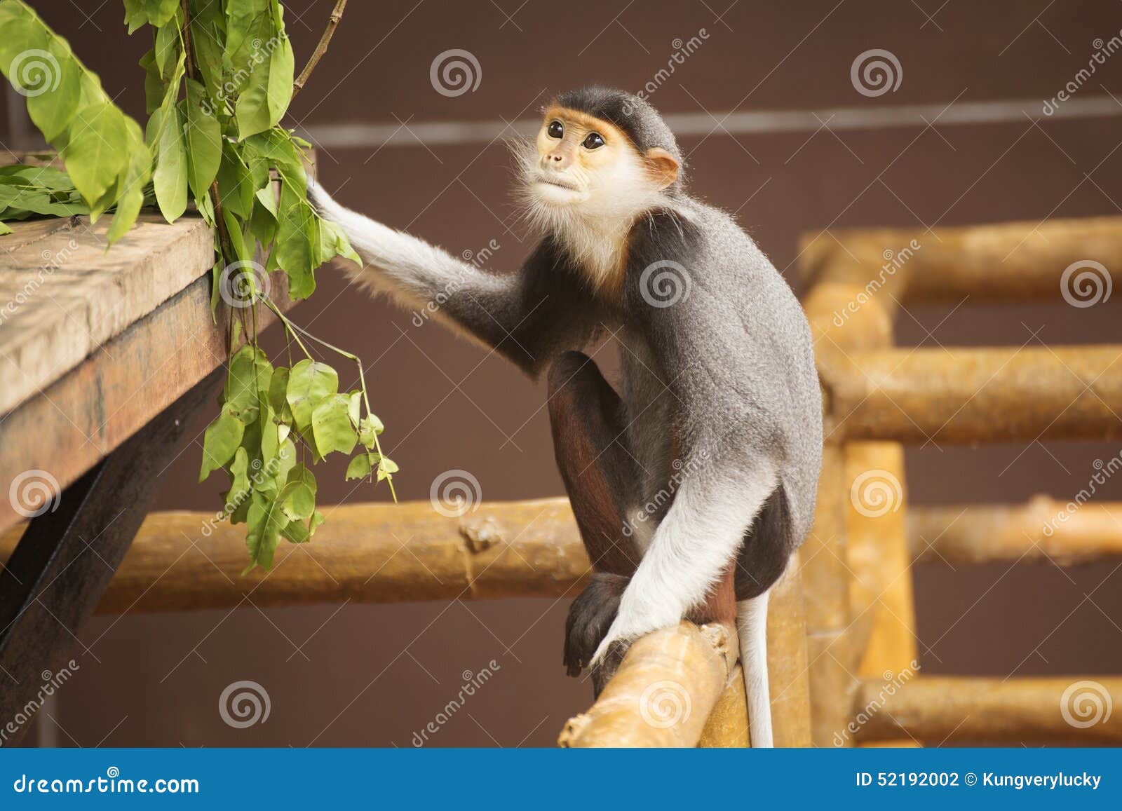 Red-shanked douc langur stock photo. Image of life, prison - 52192002