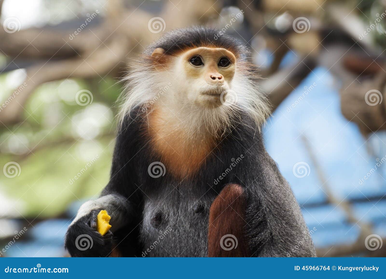 Red-shanked douc langur stock photo. Image of cage, douc - 45966764