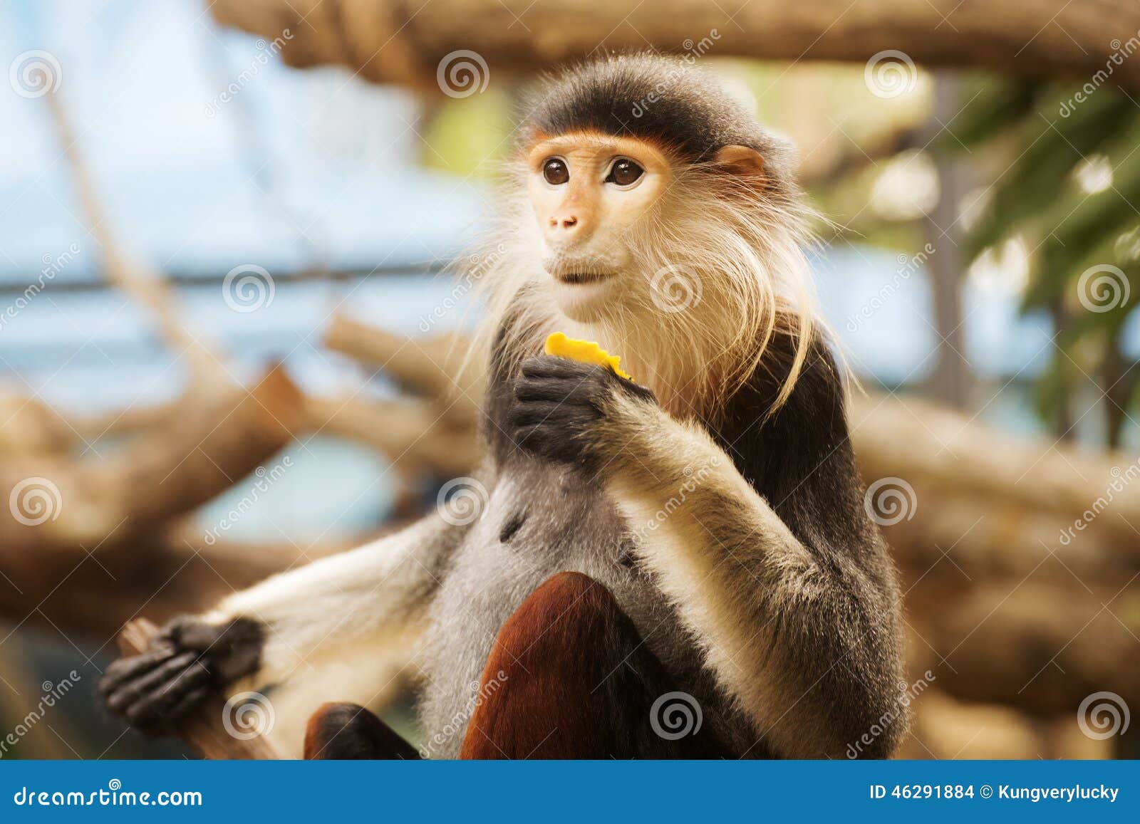 Red-shanked douc langur stock photo. Image of pygathrix - 46291884