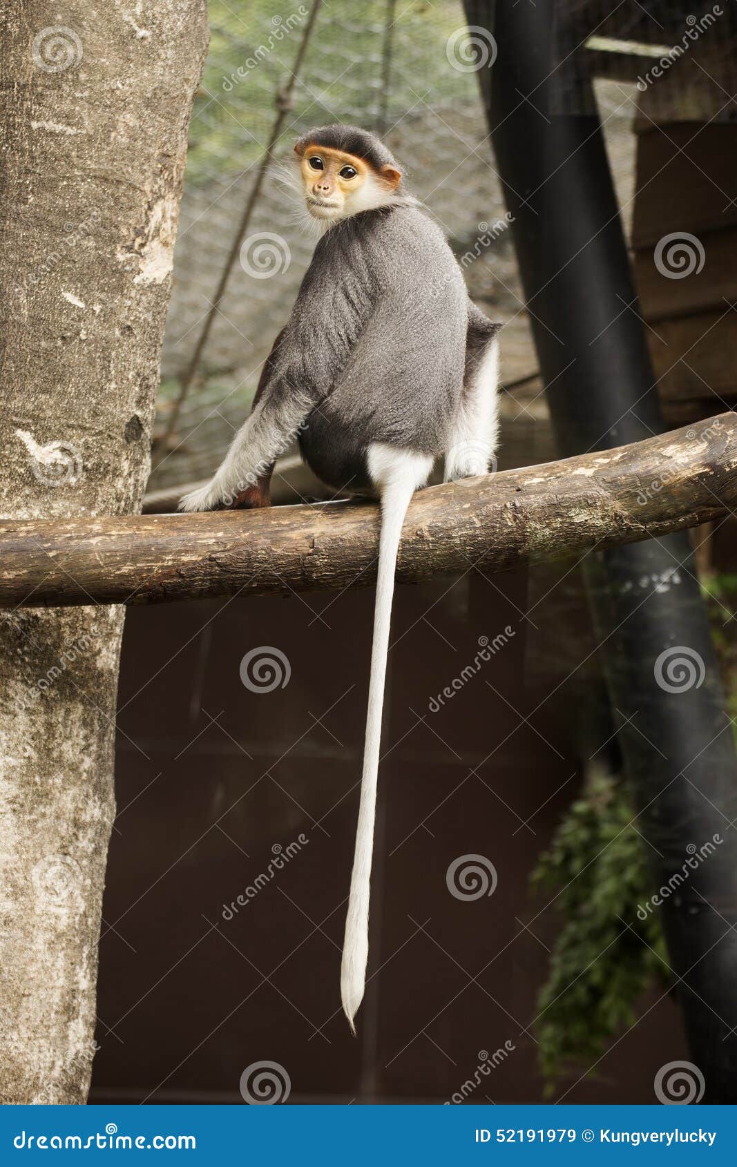 Red-shanked douc langur stock image. Image of freedom - 52191979