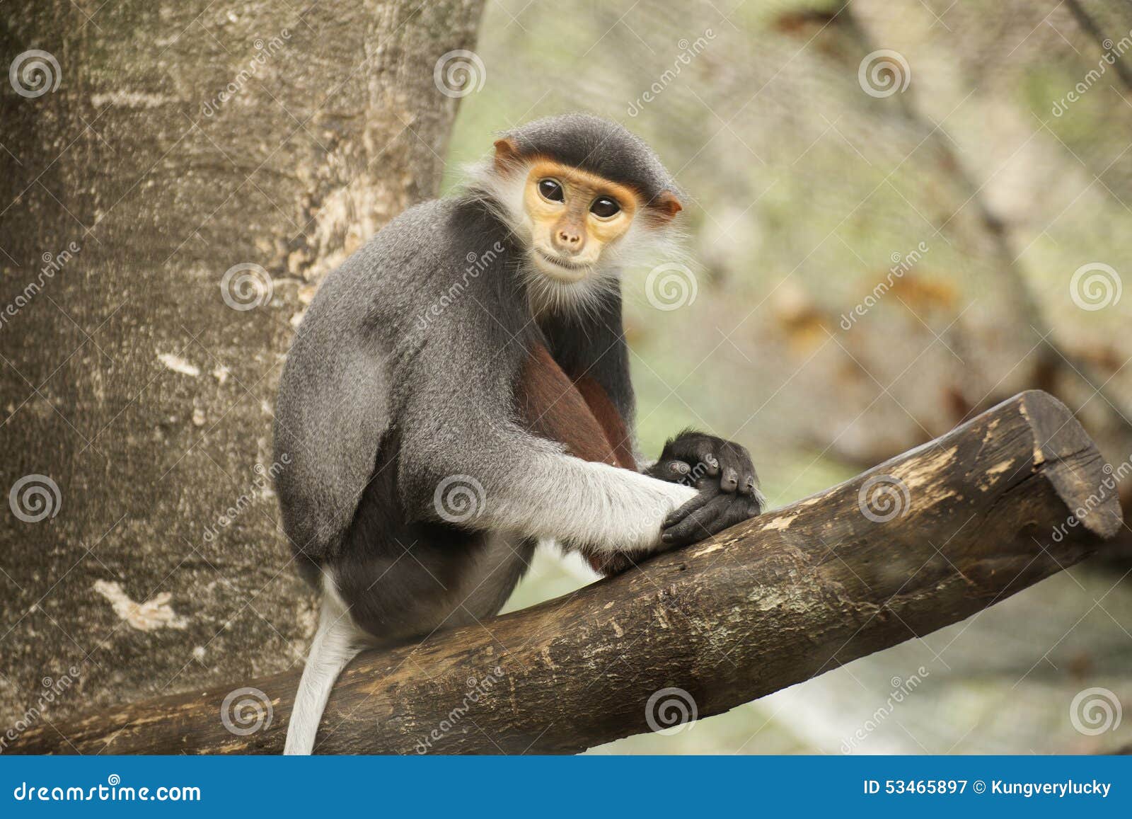 Red-shanked douc langur stock image. Image of wildlife - 53465897