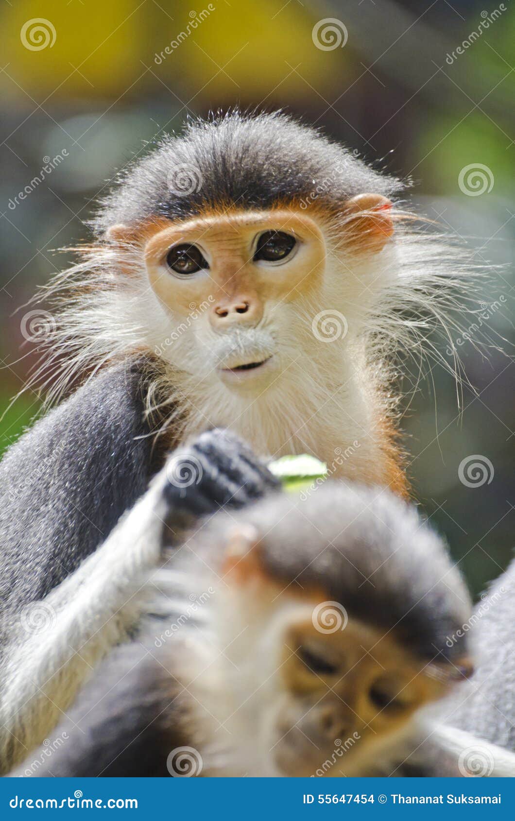 Red Shanked Douc Monkey, Pygathrix Nemaeus Nemaeus, Female With Young ...