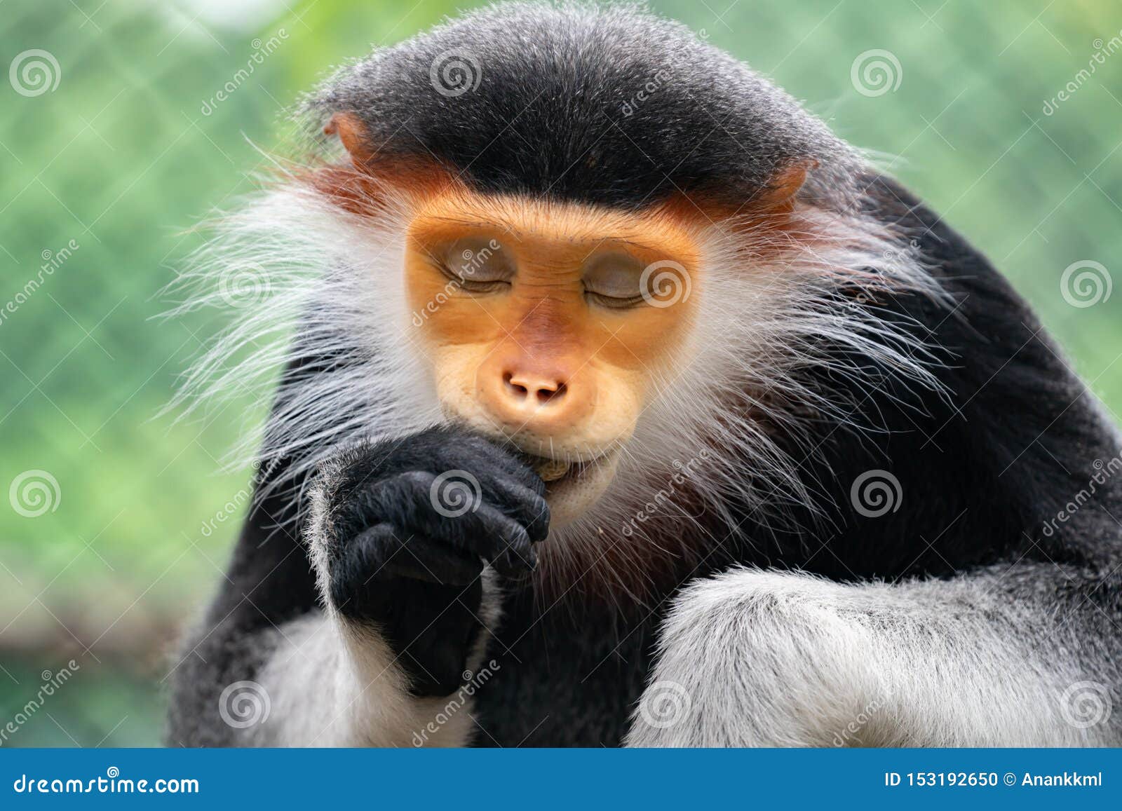 Red-shanked Douc Monkey Look Sad,Look Up Monkey,Pygathrix Nemaeus ...