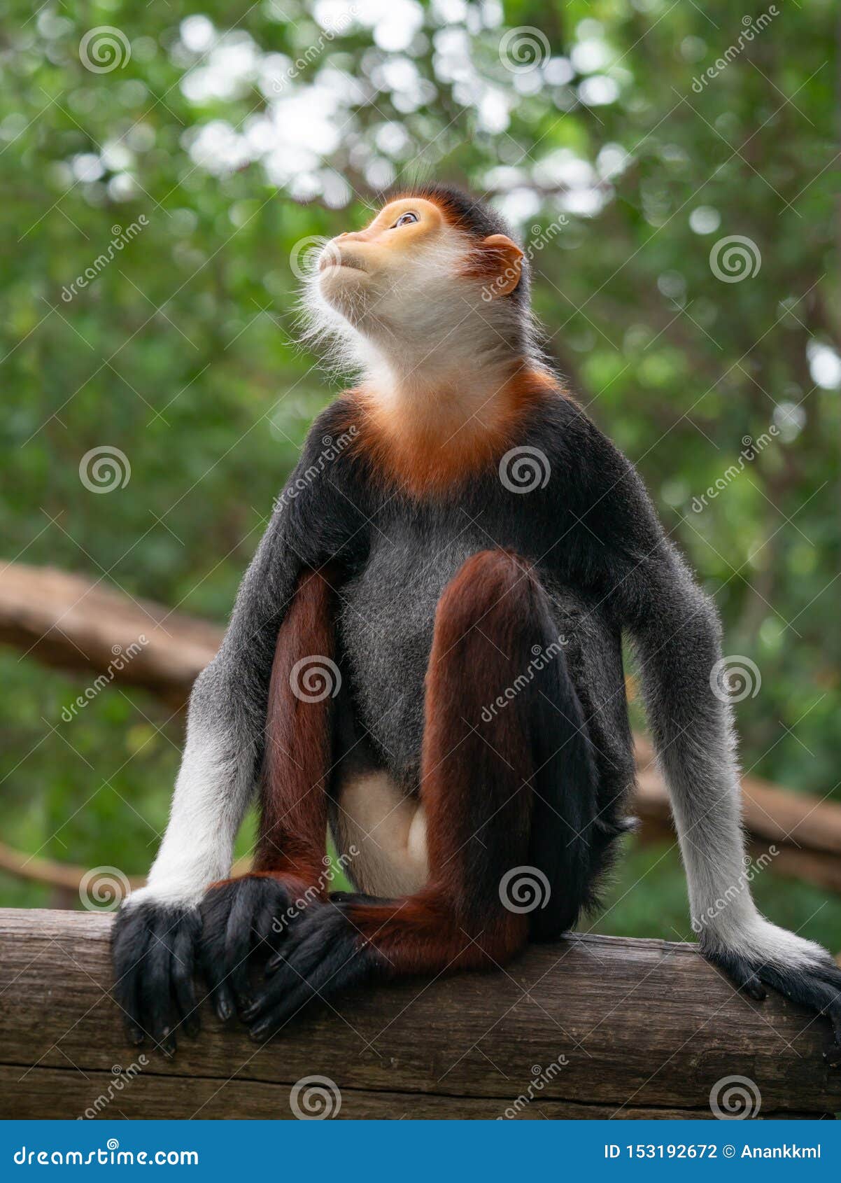 Red Shanked Douc Langur Pygathrix Nemaeus Stock Photo - Image of face ...