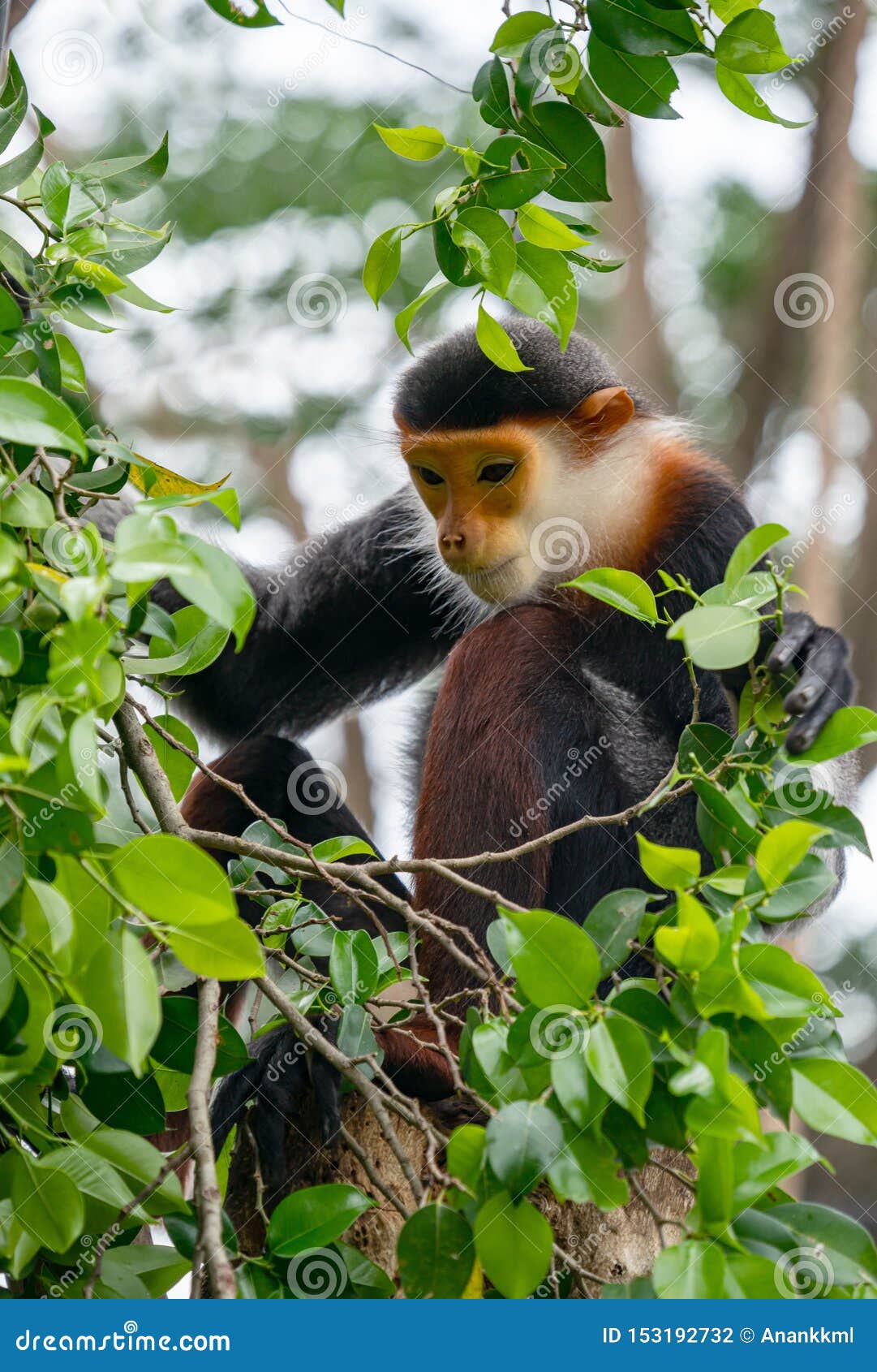 Red Shanked Douc Langur Pygathrix Nemaeus Stock Photo - Image of nature ...
