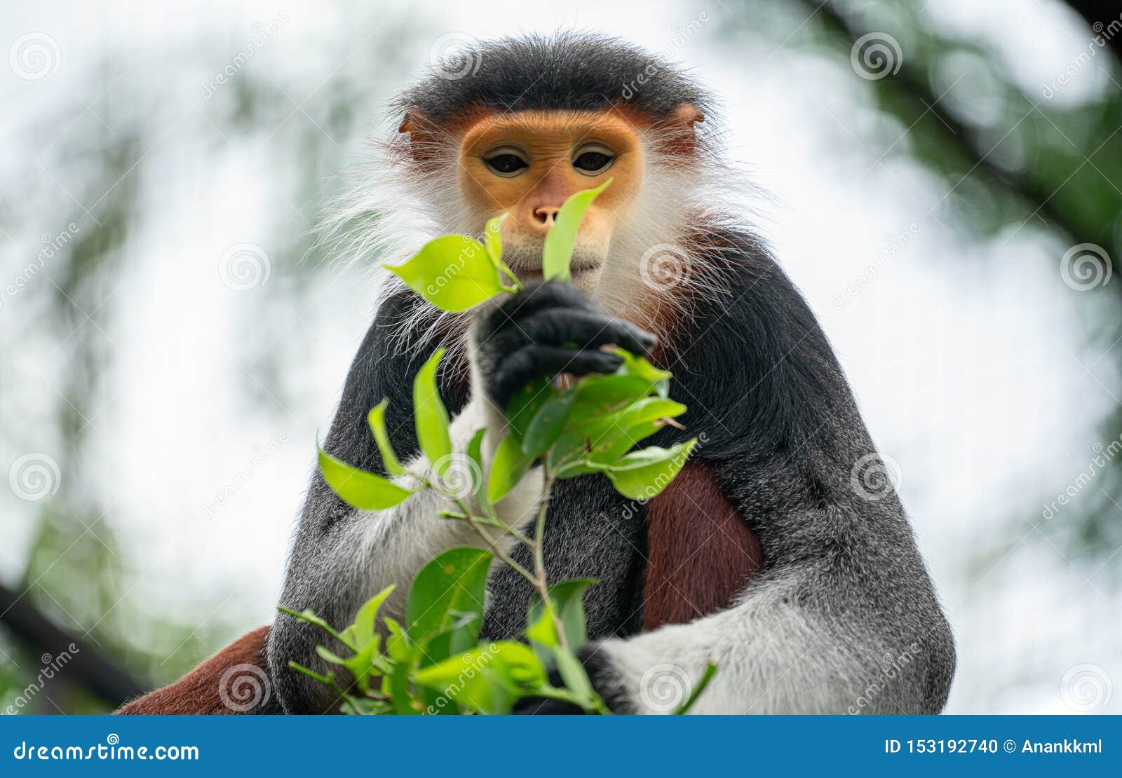 Red Shanked Douc Langur Pygathrix Nemaeus Stock Photo - Image of ...