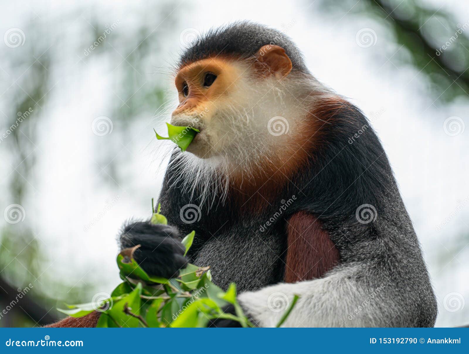 Red Shanked Douc Langur Pygathrix Nemaeus Stock Photo - Image of ...
