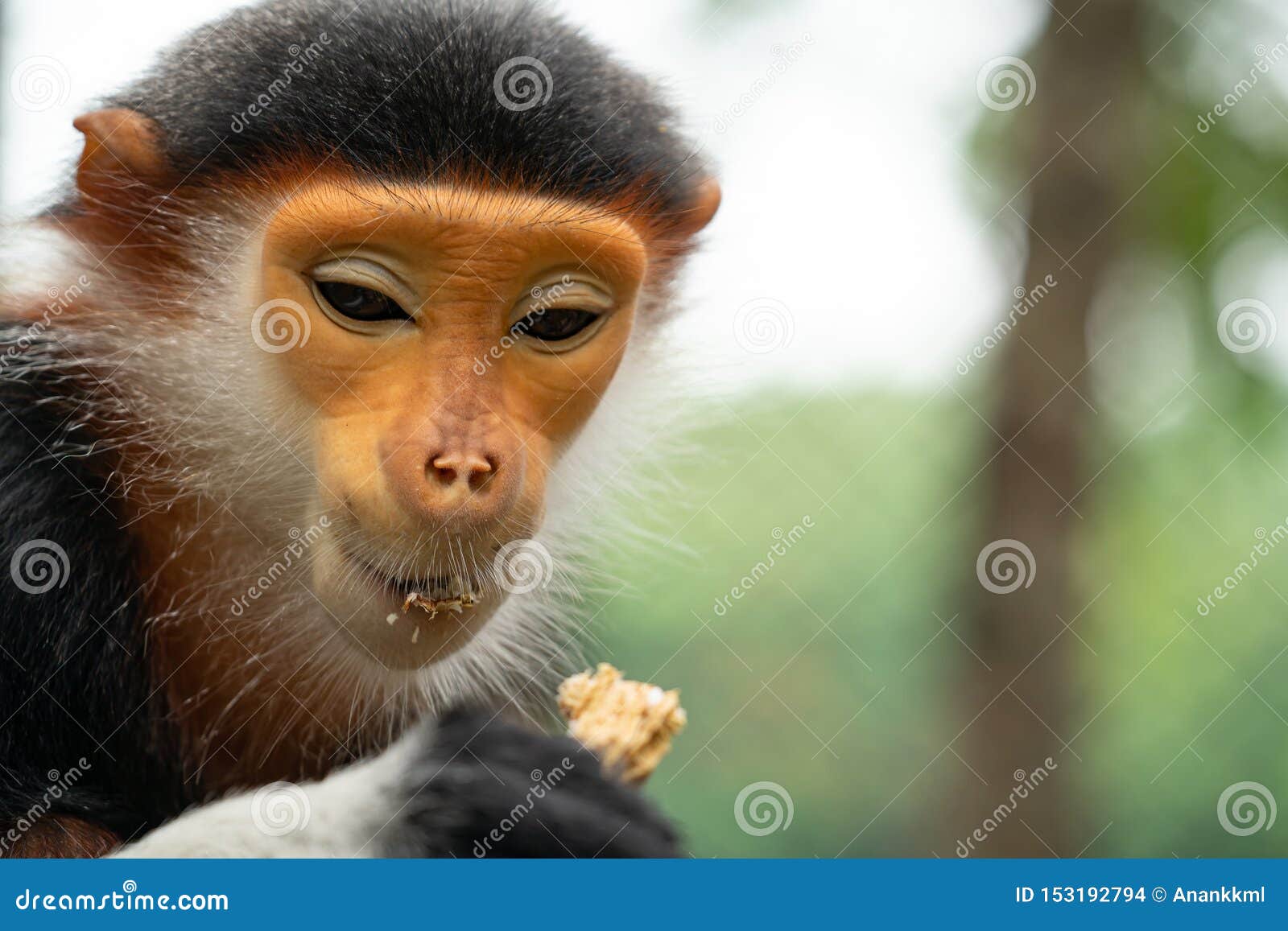 Red Shanked Douc Langur Pygathrix Nemaeus Stock Photo - Image of face ...