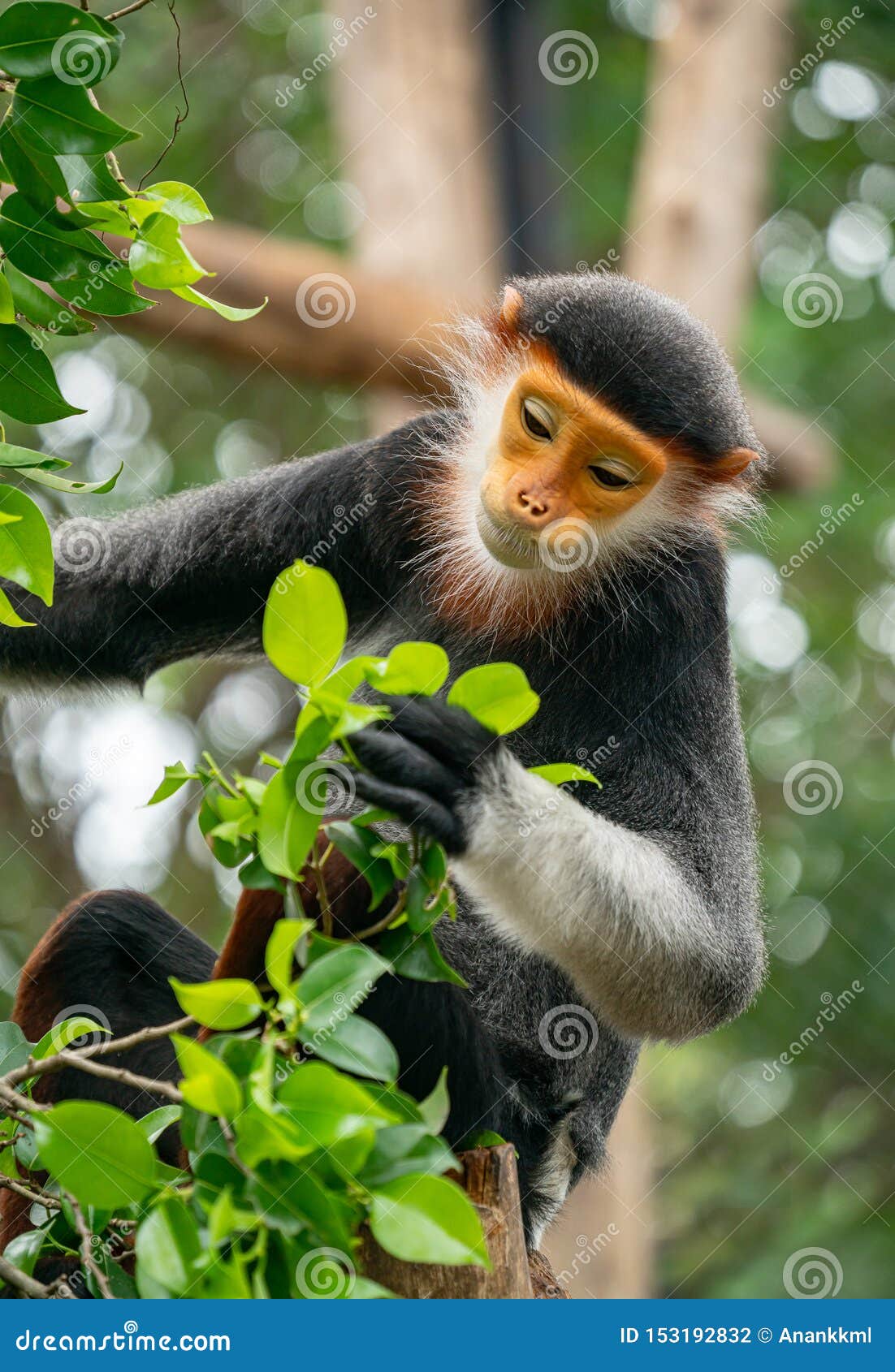 Red-shanked Douc Monkey Look Sad,Look Up Monkey,Pygathrix Nemaeus ...