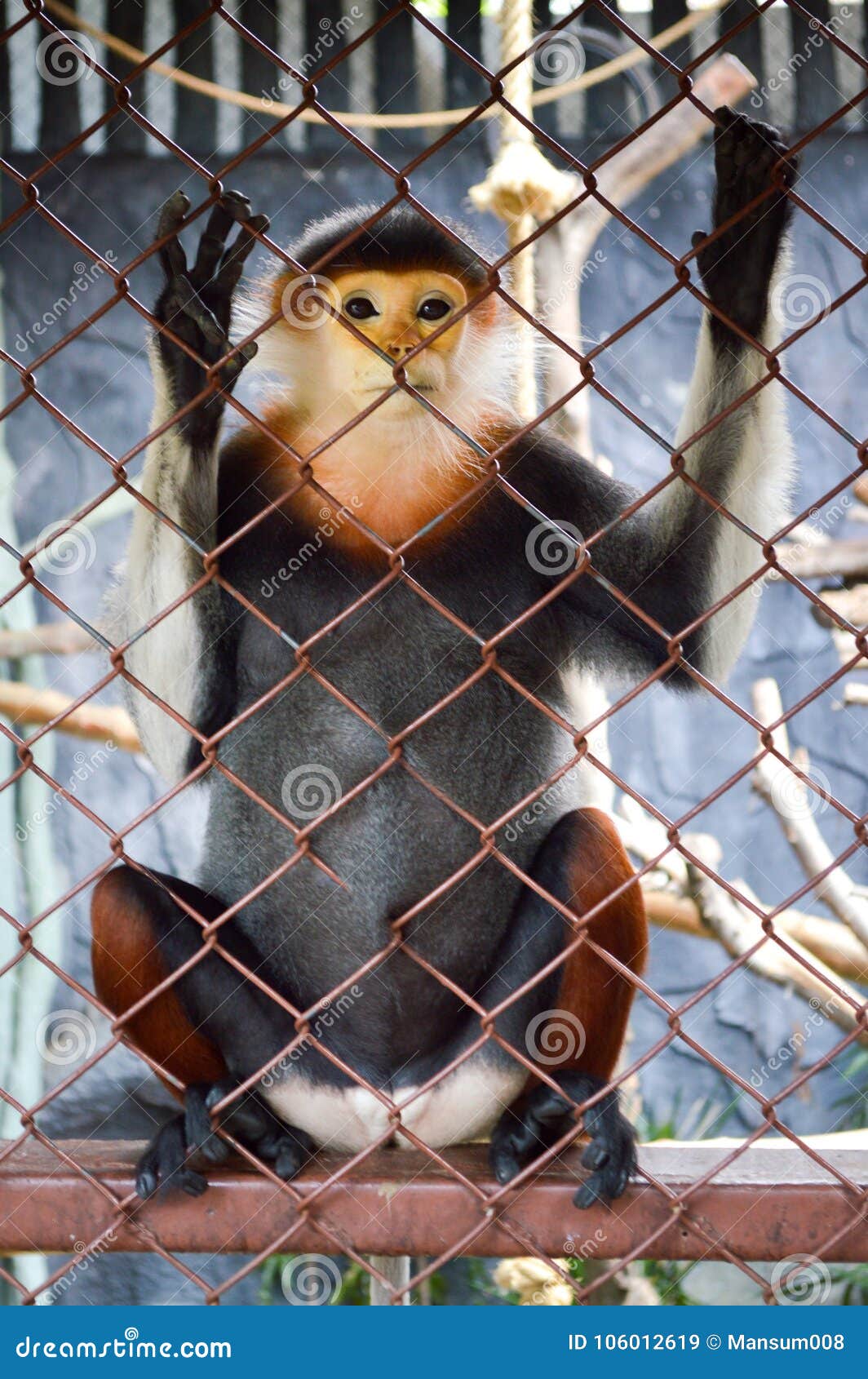 Red shanked douc langur stock image. Image of pygathrix - 106012619