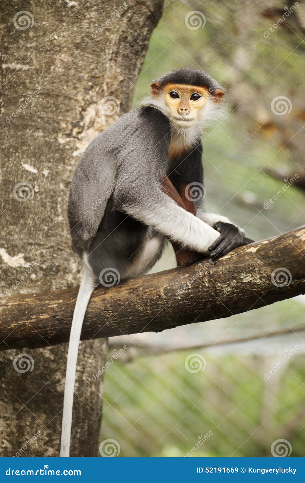 Red-shanked Douc Langur on the Tree Stock Image - Image of environment ...