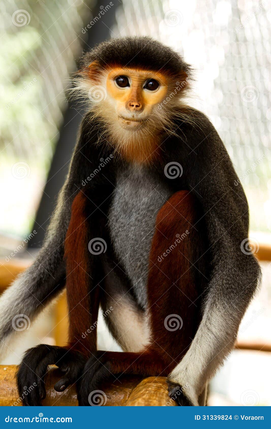 Red-shanked douc stock photo. Image of wild, shot, tropical - 31339824