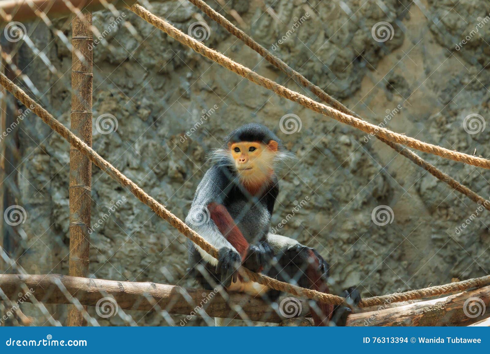 Red-shanked Douc,monkey ,in Zoo Cage,animal, Wildlife. Stock Photo ...