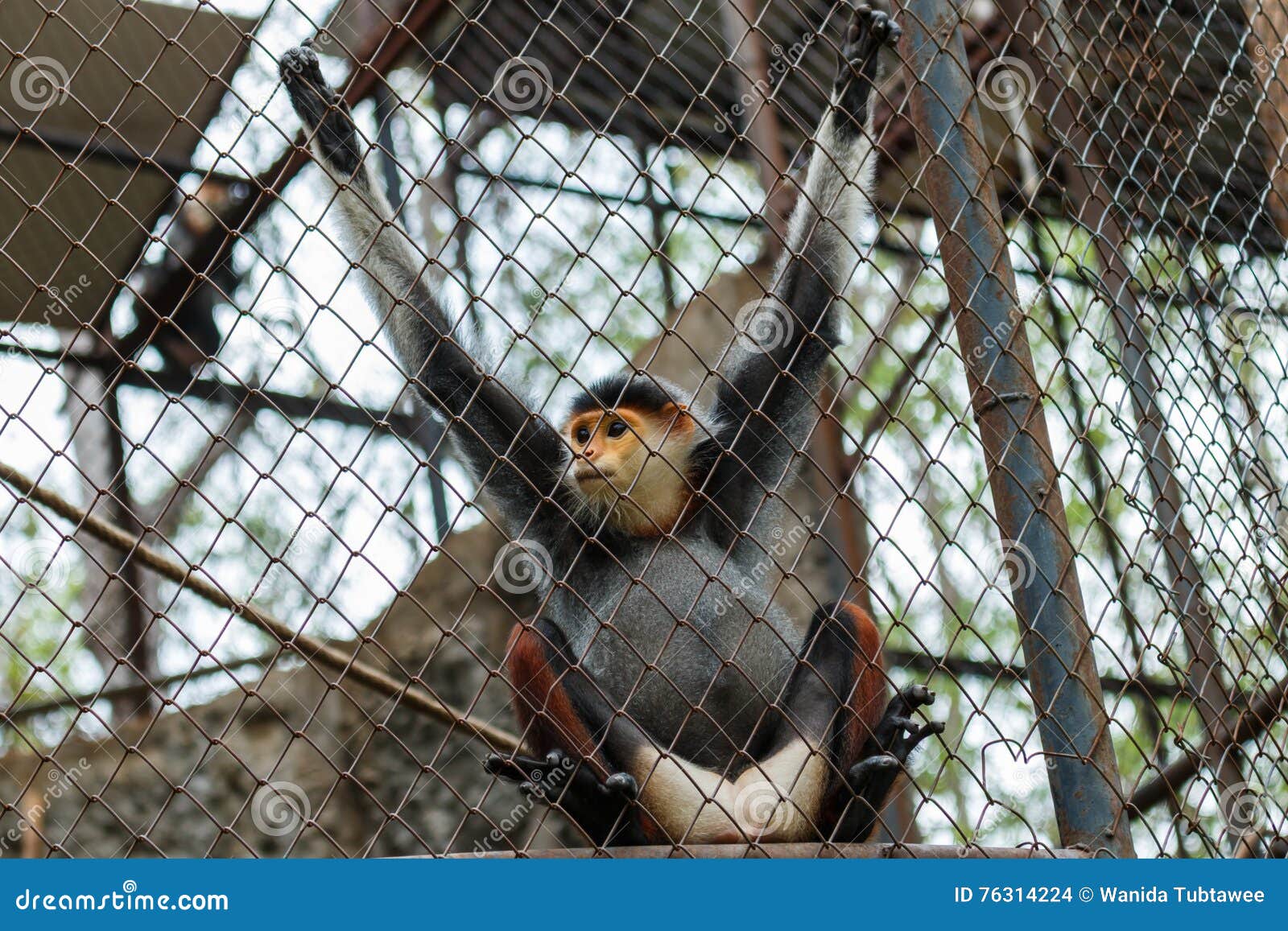 Red-shanked douc,monkey stock photo. Image of green, animal - 76314224
