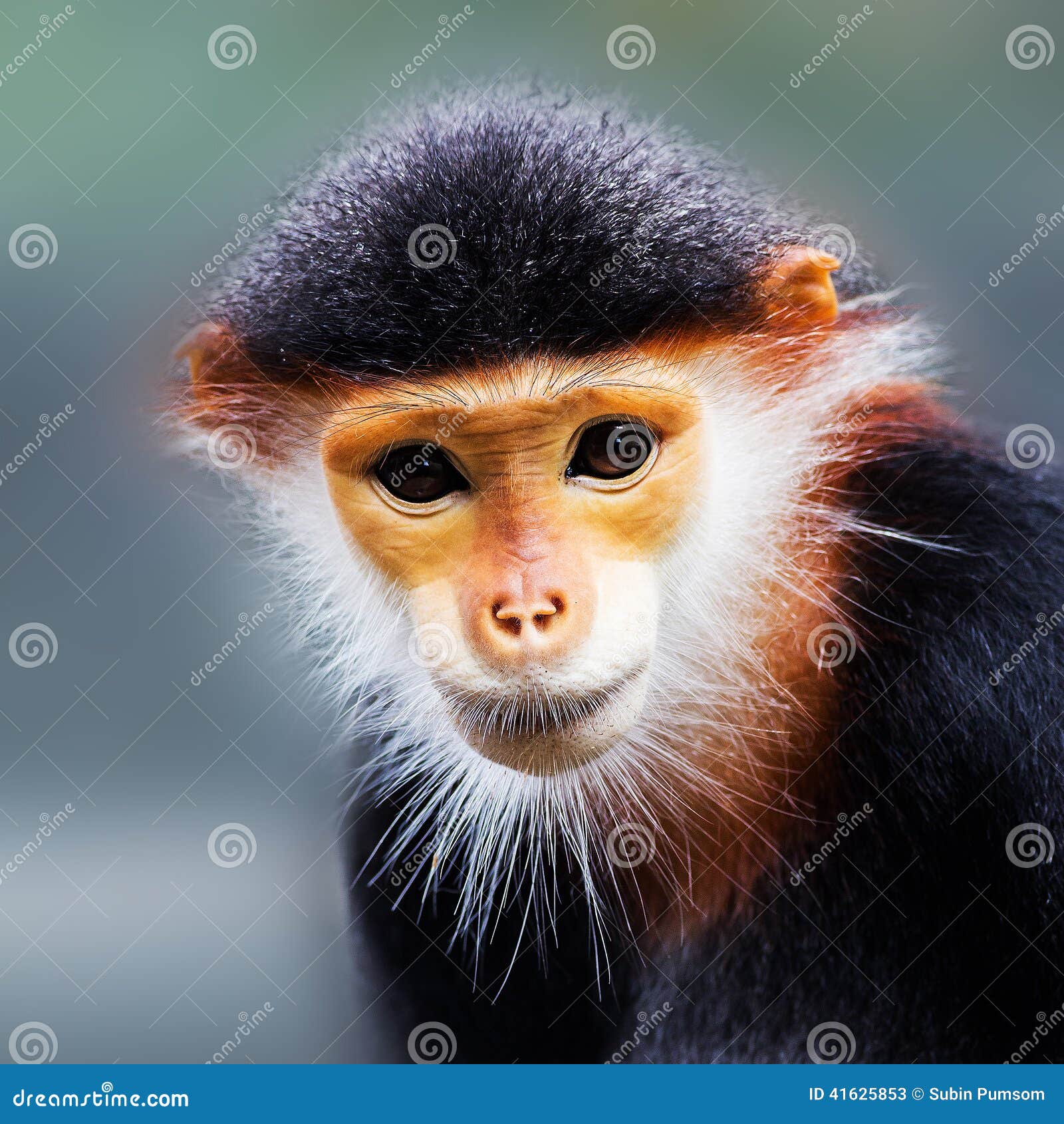 Red-shanked Douc stock image. Image of pygathrix, nemaeus - 41625853