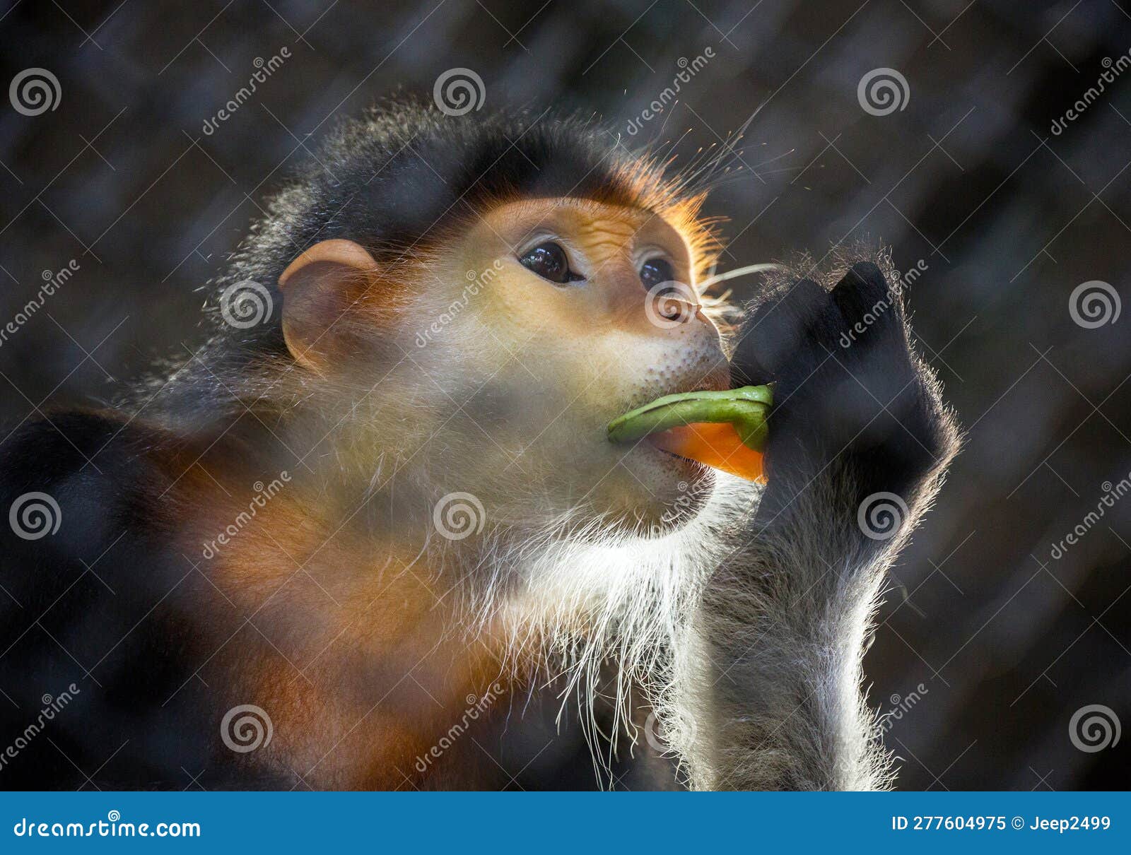 Cute Red-shanked Douc (Pygathrix Nemaeus) Is A Species Of Old World ...