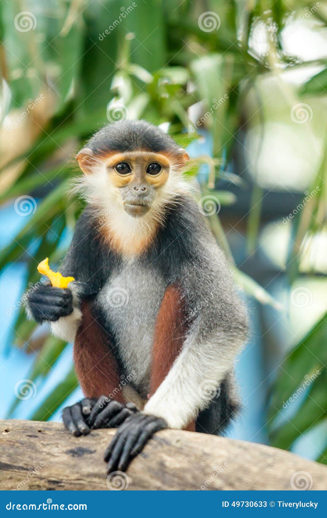 Red Shanked Douc Monkey, Pygathrix Nemaeus Nemaeus, Female With Young ...