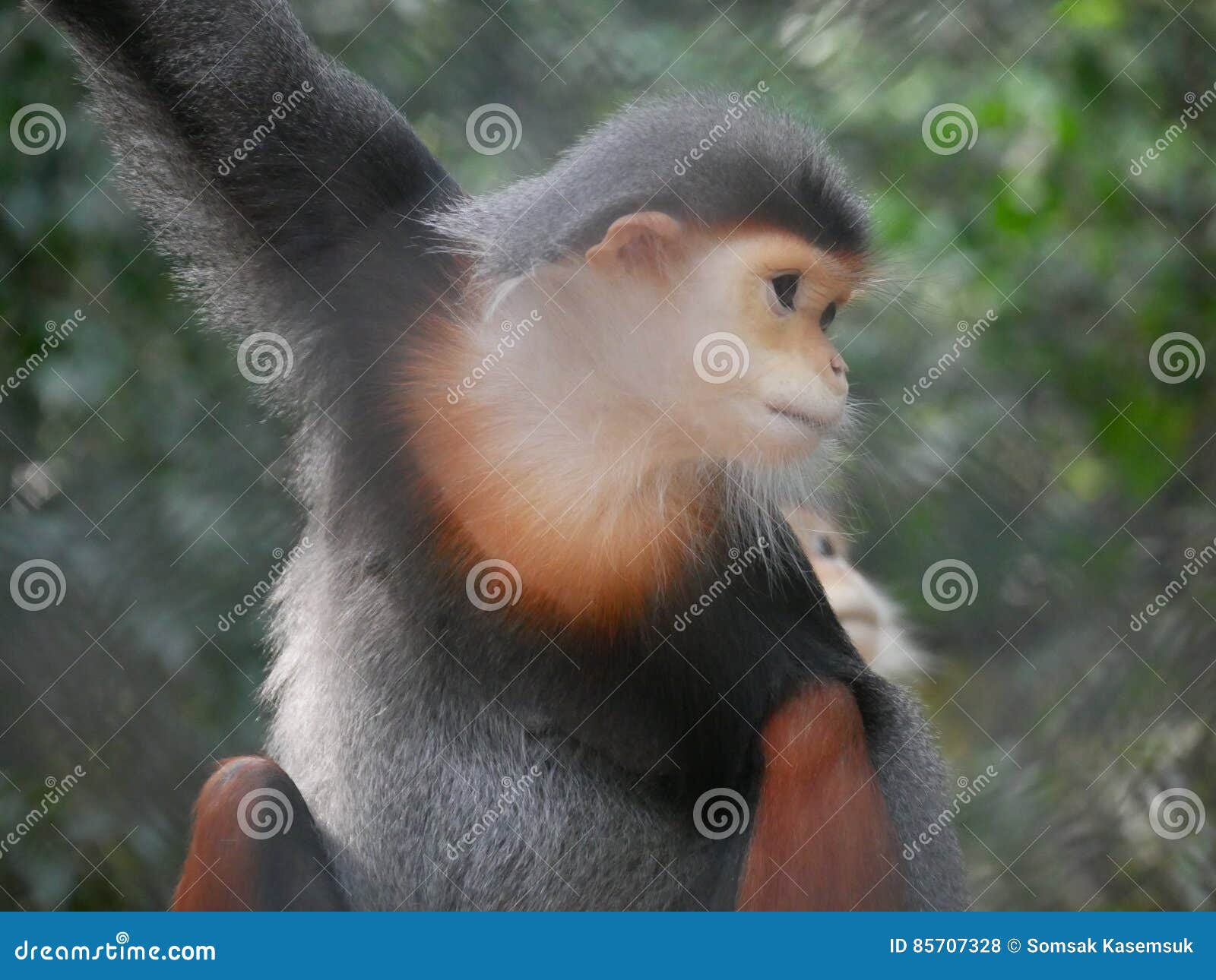 Red-shanked douc stock photo. Image of diopsittaca, camel - 85707328