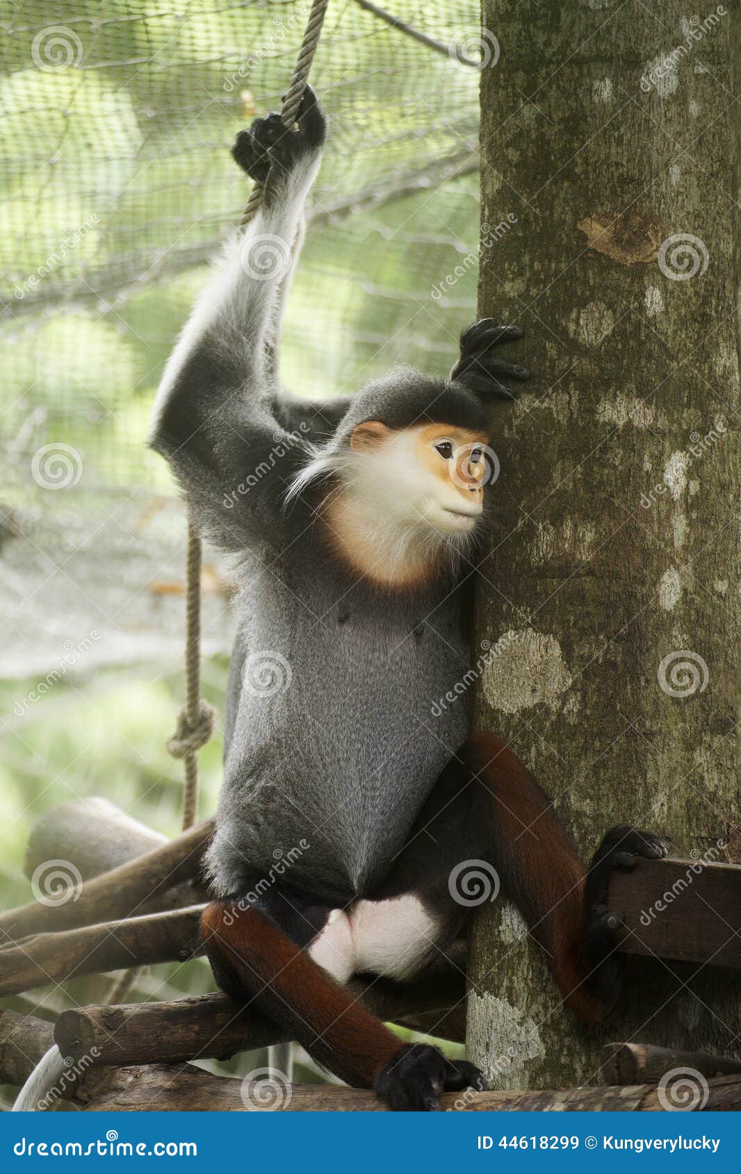 Red-shanked Douc stock image. Image of chordata, hair - 44618299