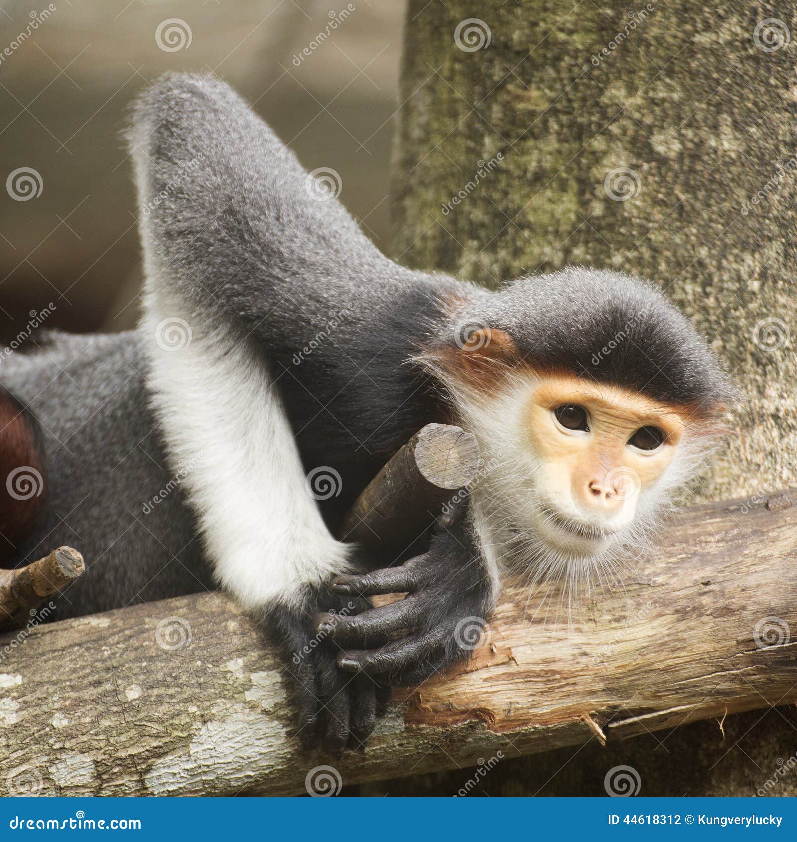 Red-shanked Douc stock photo. Image of travel, face, environment - 44618312