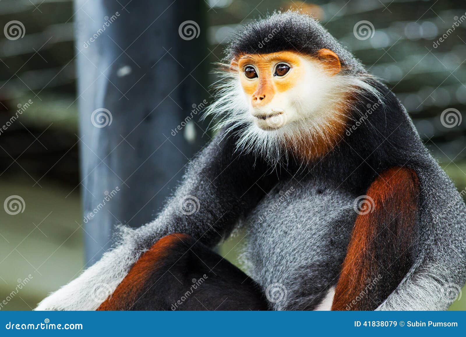 Red Shanked Douc Monkey, Pygathrix Nemaeus Nemaeus, Female With Young ...