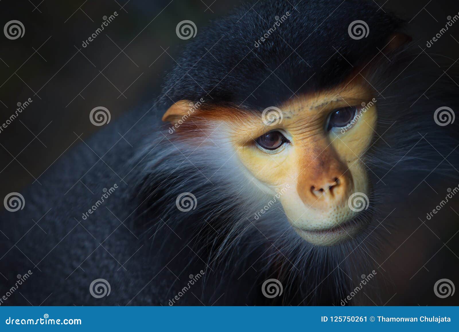 Red-shanked Douc. stock image. Image of asia, nature - 125750261