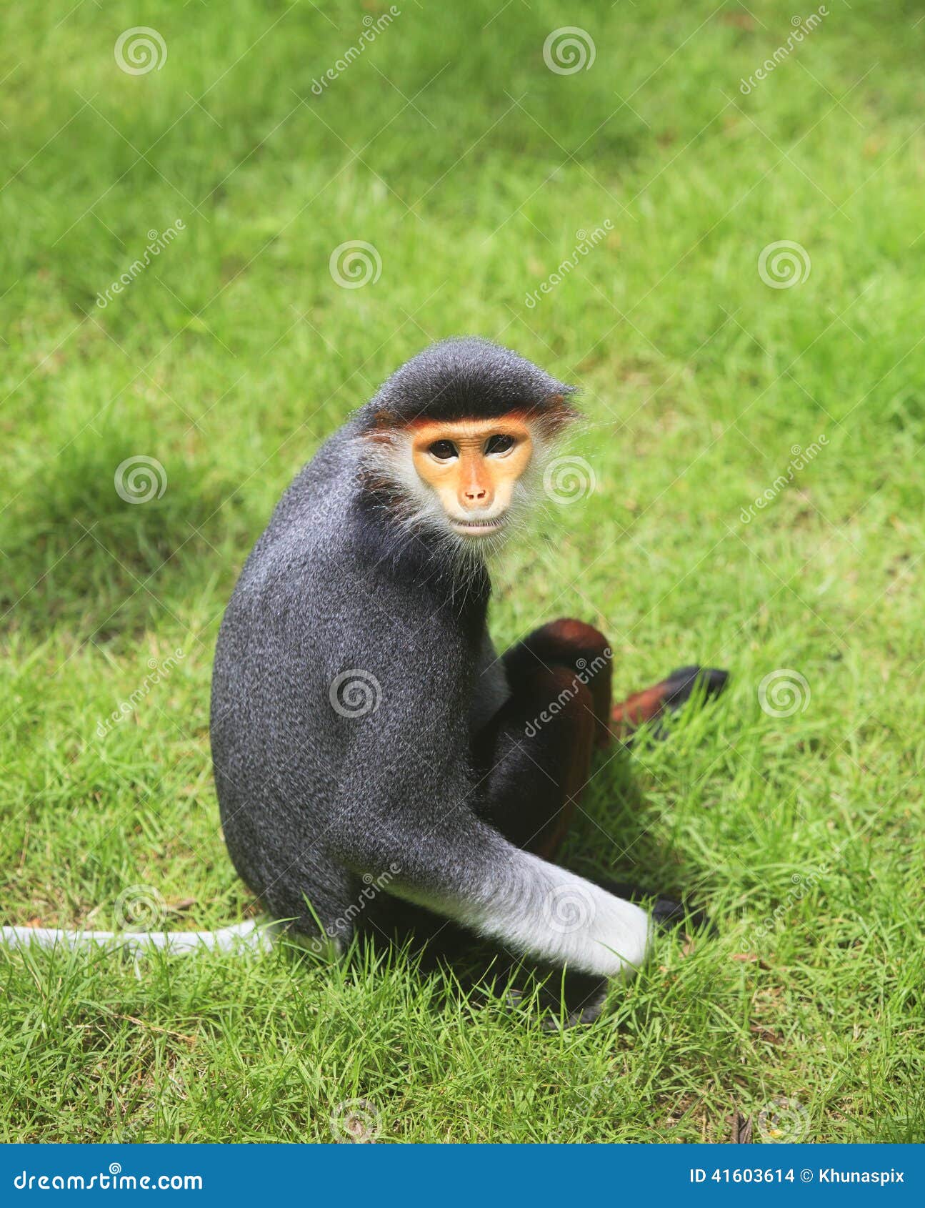 Red-Shanked Douc Monkey, Pygathrix Nemaeus Nemaeus, Adult Walking On ...