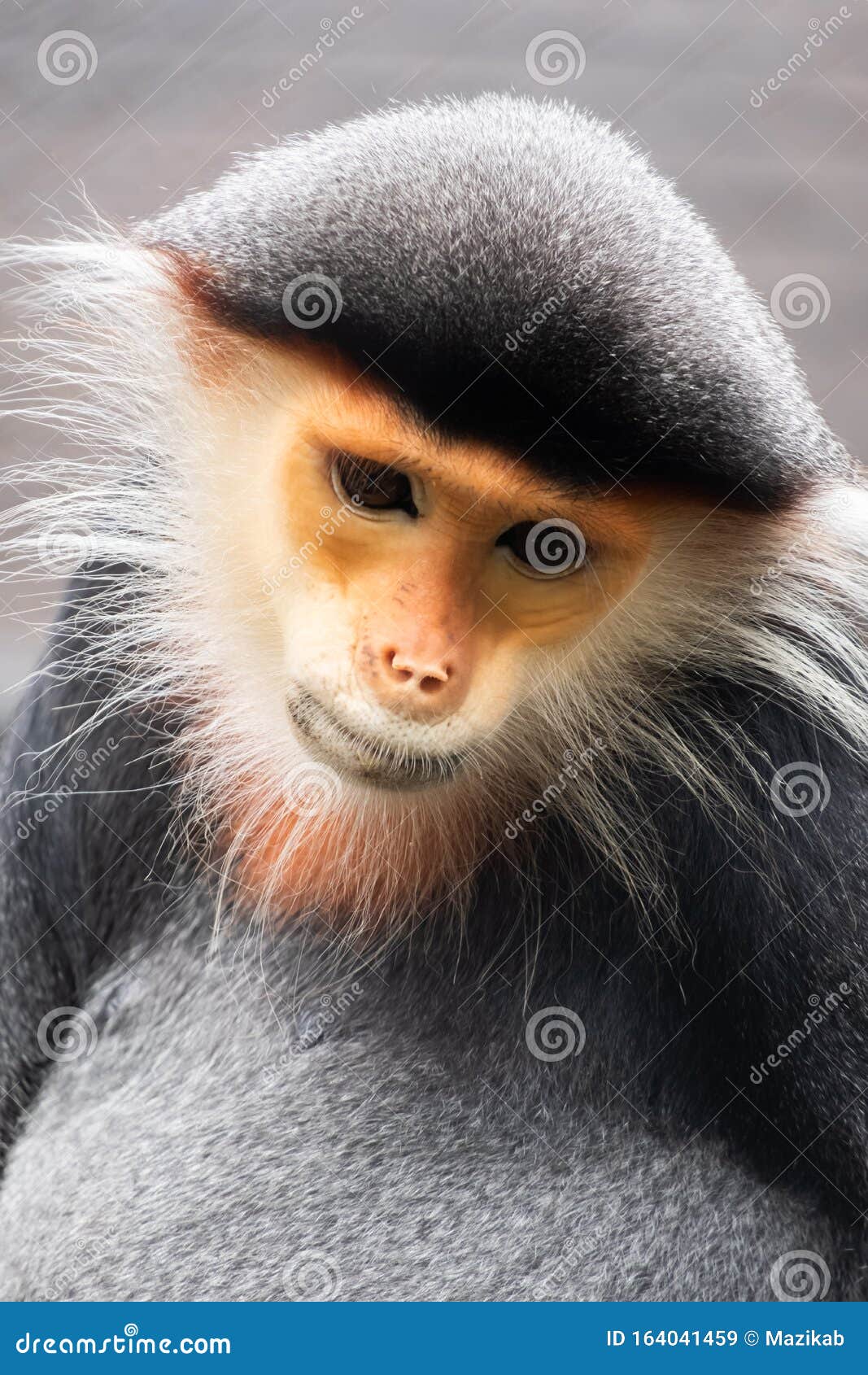 Red-shanked Douc Monkey Look Sad,Look Up Monkey,Pygathrix Nemaeus ...