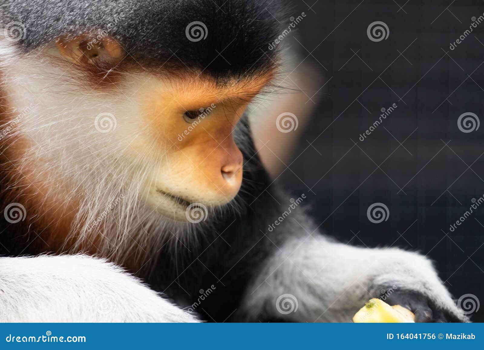Red-shanked douc stock photo. Image of environment, grey - 164041756