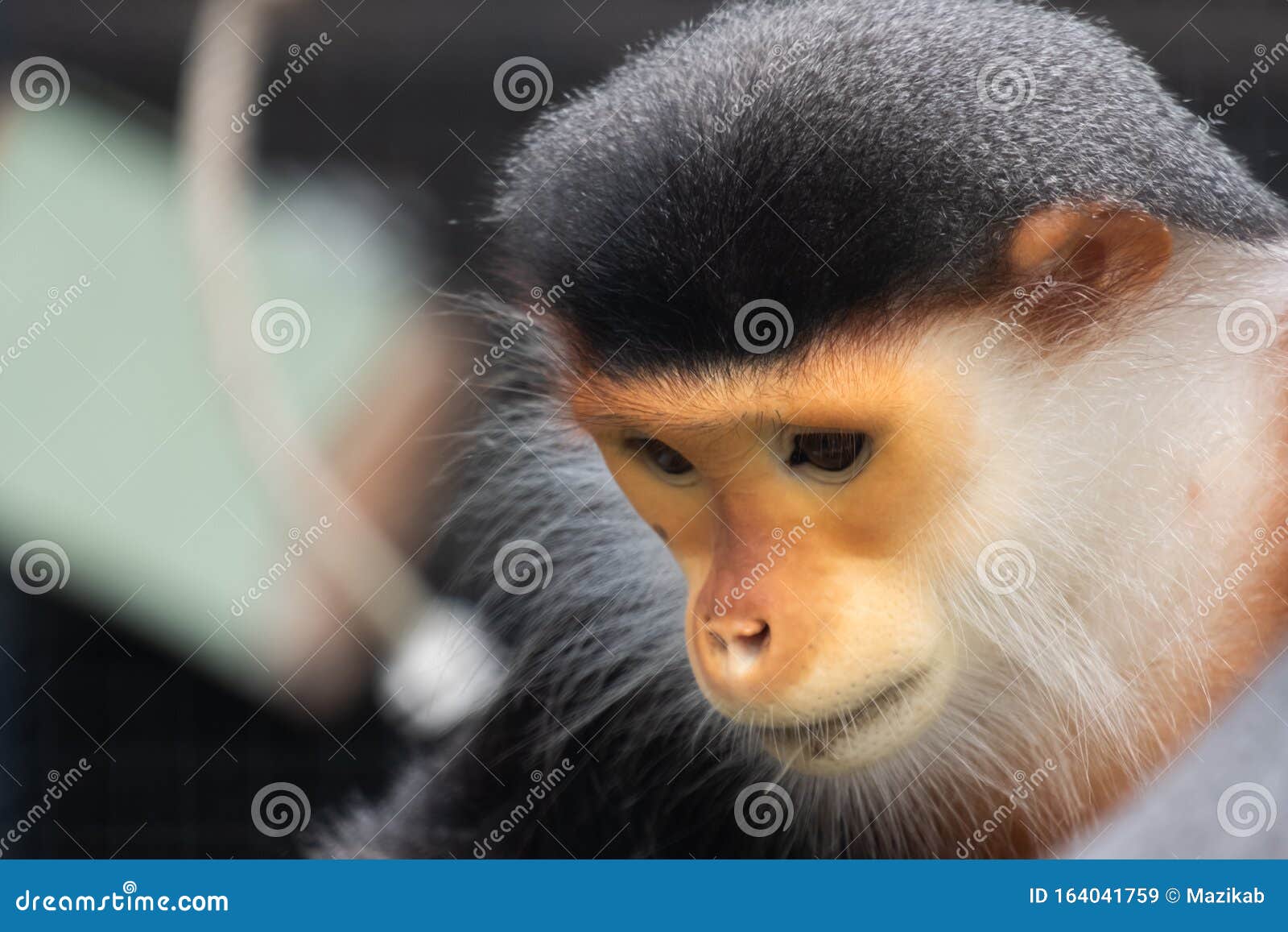 Red-shanked douc stock image. Image of nemaeus, primate - 164041759