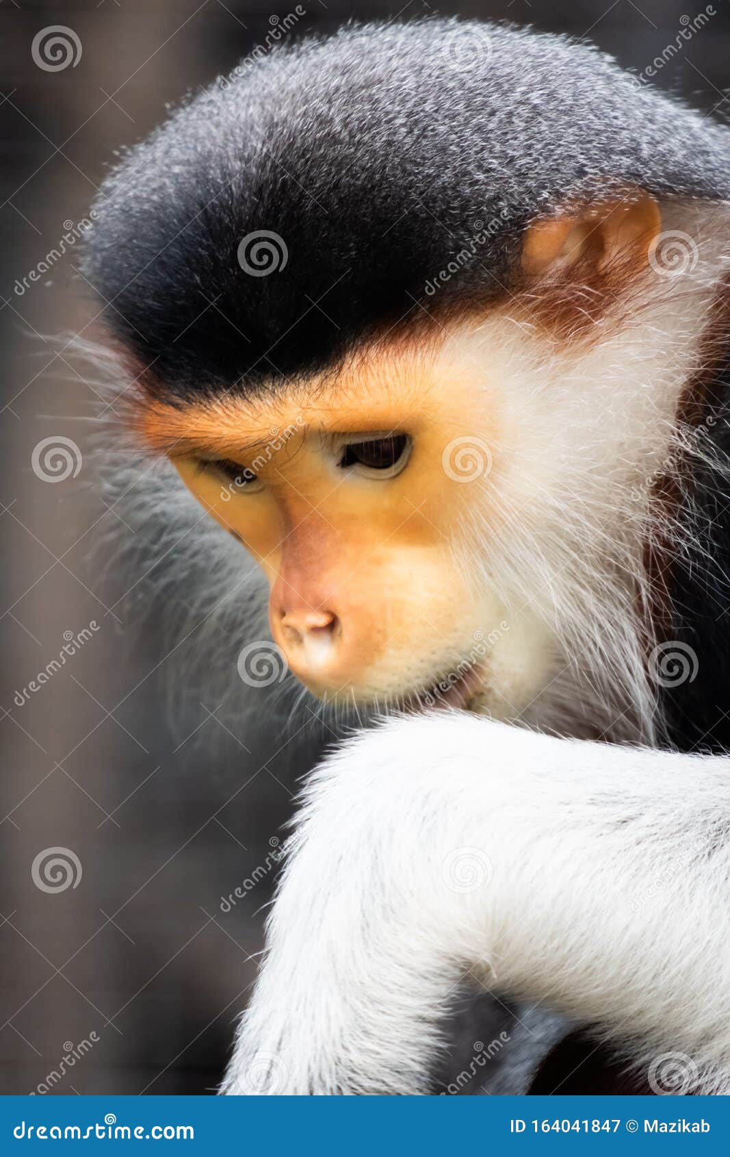 Red-shanked douc stock image. Image of macaque, primate - 164041847