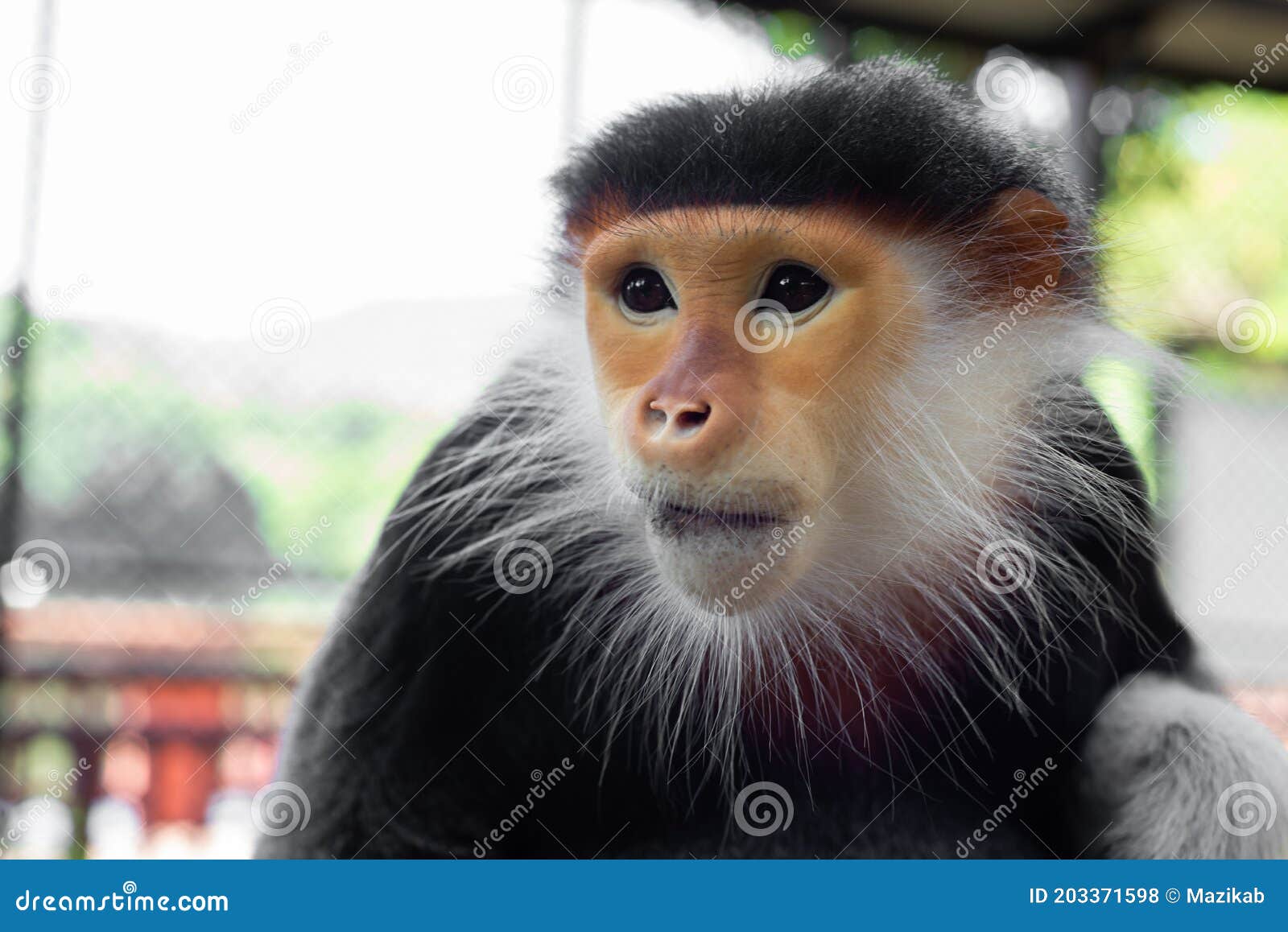 The Red Hanked Douc is a Species of Old World Monkey Stock Photo ...