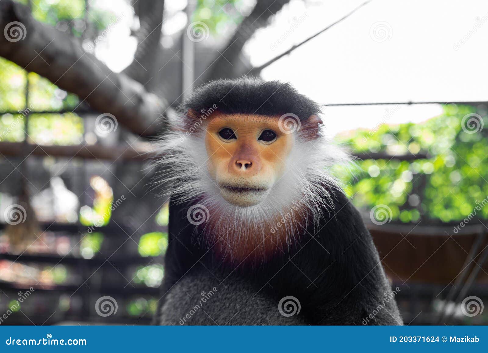 The Red Hanked Douc is a Species of Old World Monkey Stock Photo ...