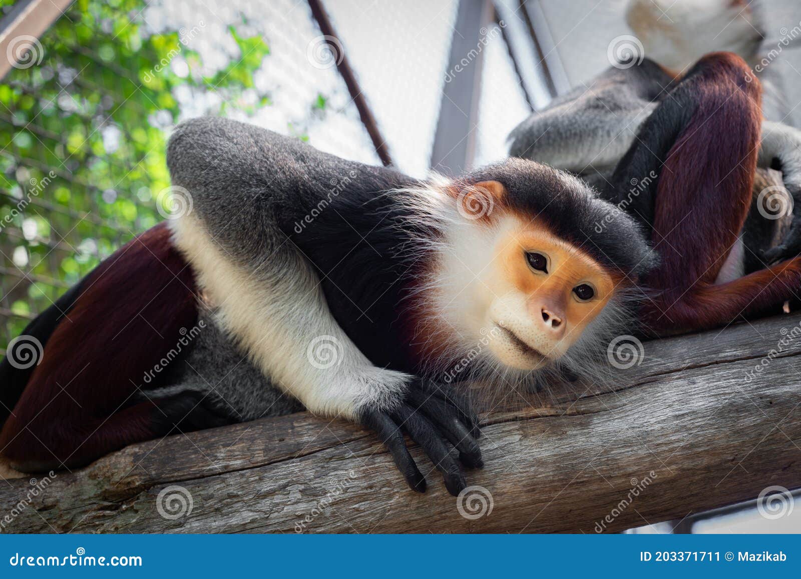 The Red Hanked Douc is a Species of Old World Monkey Stock Image ...