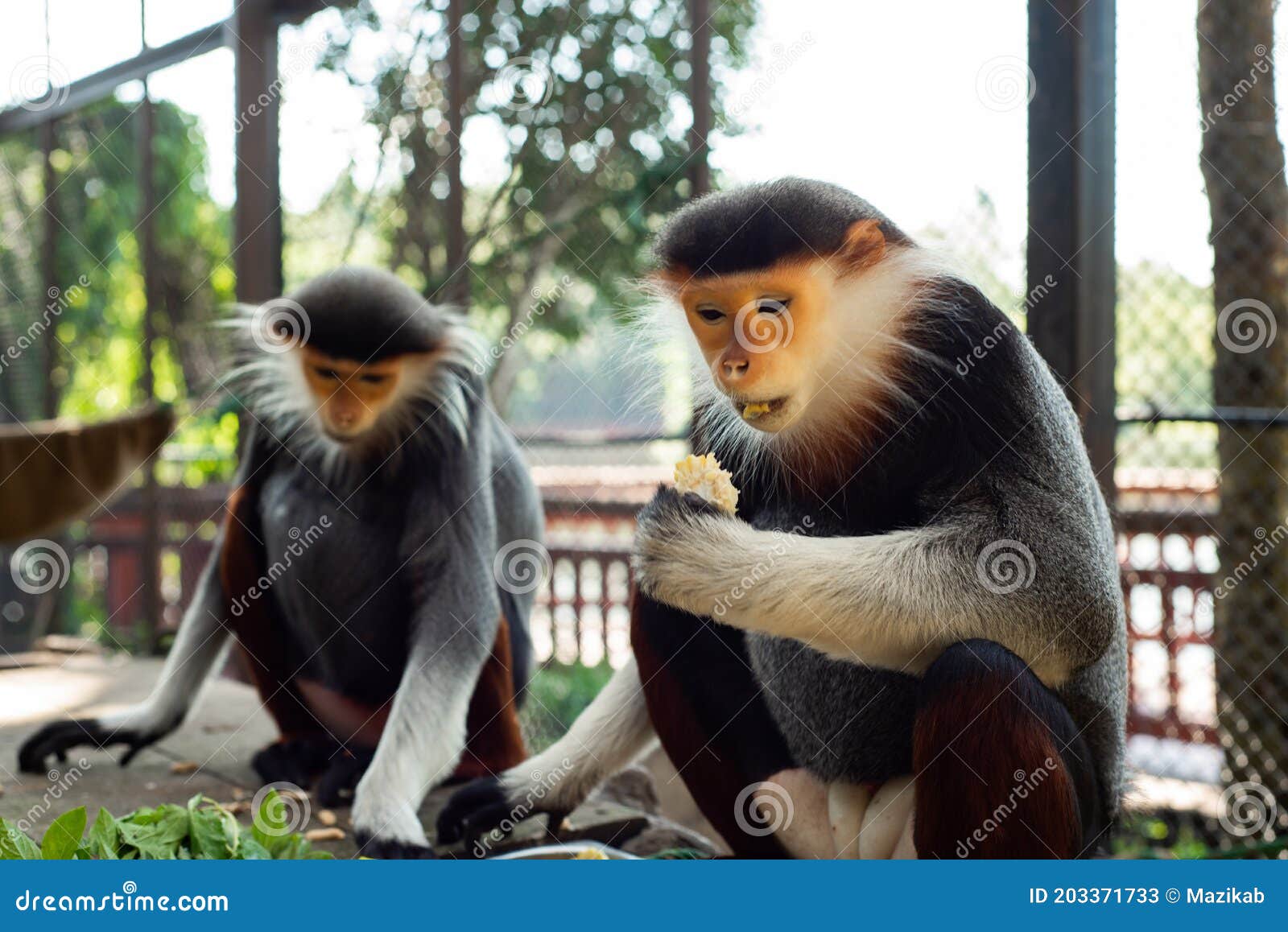 The Red Hanked Douc is a Species of Old World Monkey Stock Image ...
