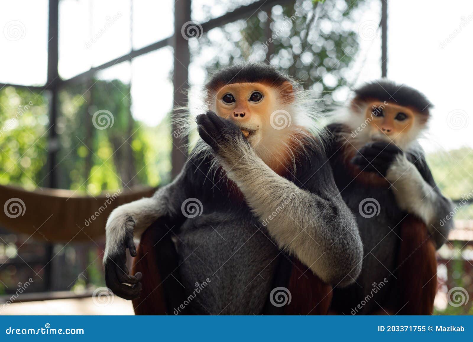 The Red Hanked Douc is a Species of Old World Monkey Stock Image ...
