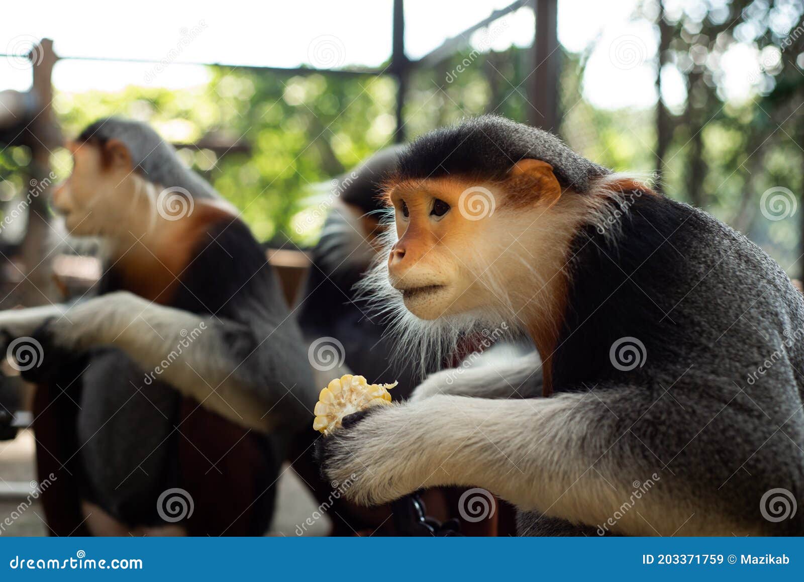 The Red Hanked Douc is a Species of Old World Monkey Stock Image ...