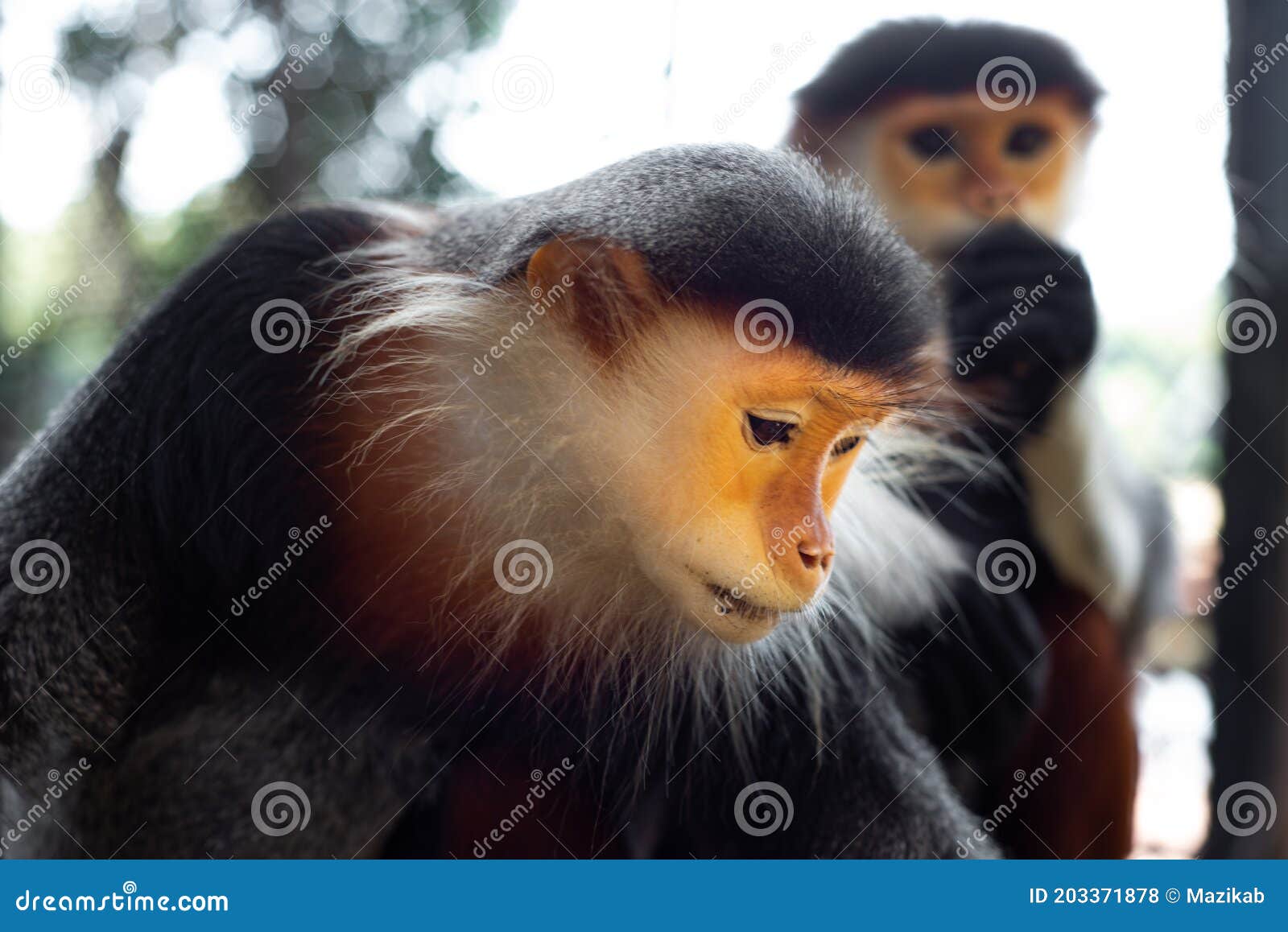 The Red Hanked Douc is a Species of Old World Monkey Stock Photo ...