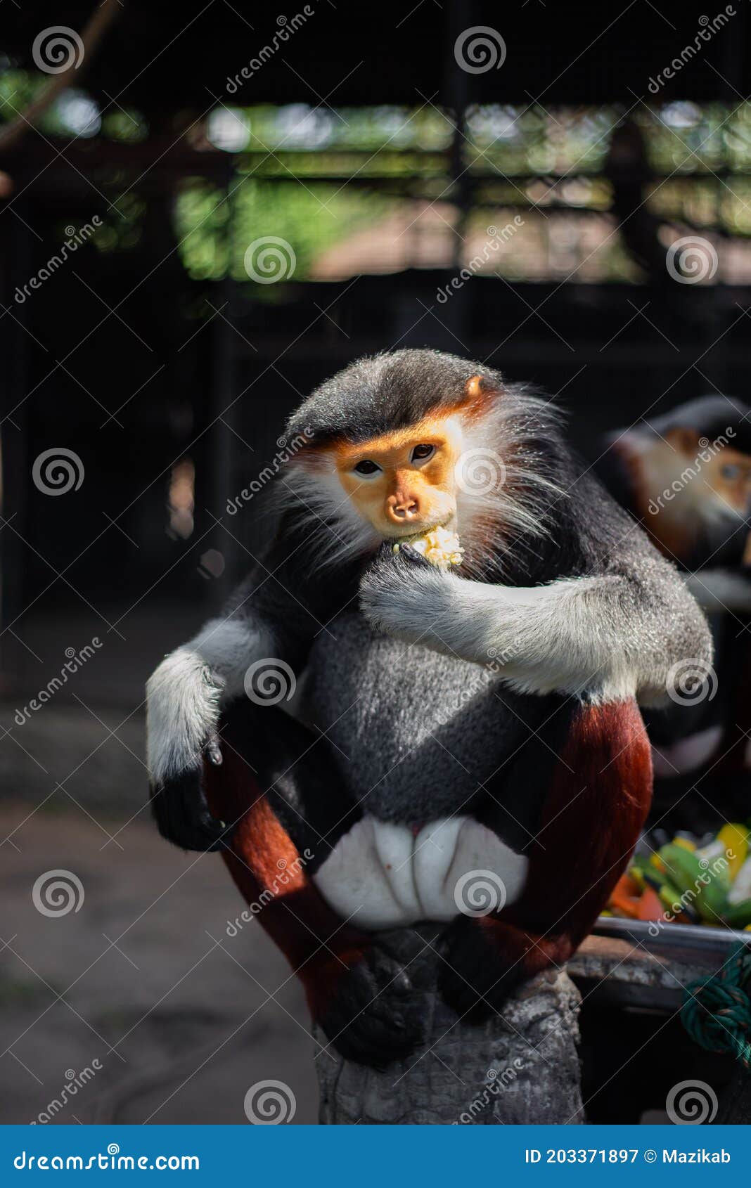 The Red Hanked Douc is a Species of Old World Monkey Stock Image ...