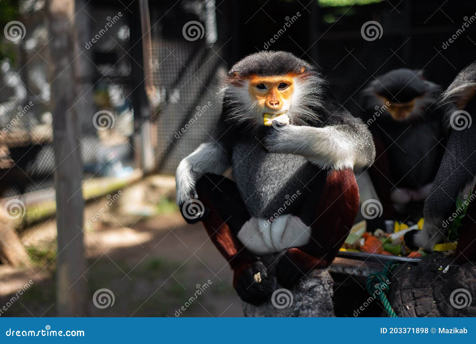 The Red Hanked Douc Is A Species Of Old World Monkey Royalty-Free Stock ...