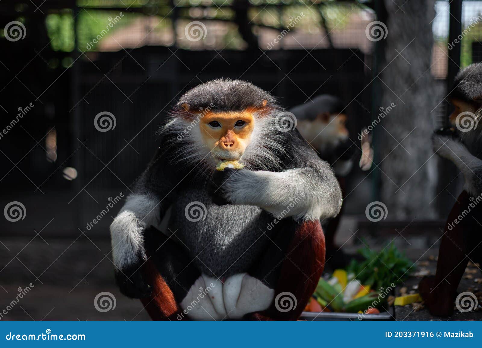 The Red Hanked Douc is a Species of Old World Monkey Stock Photo ...