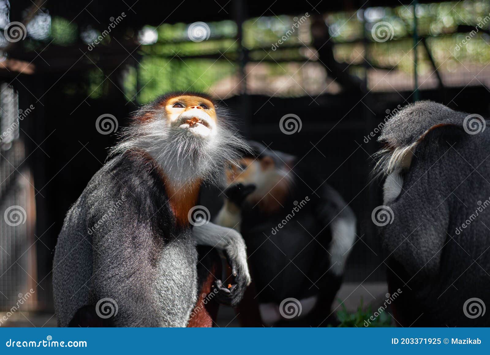 The Red Hanked Douc is a Species of Old World Monkey Stock Image ...