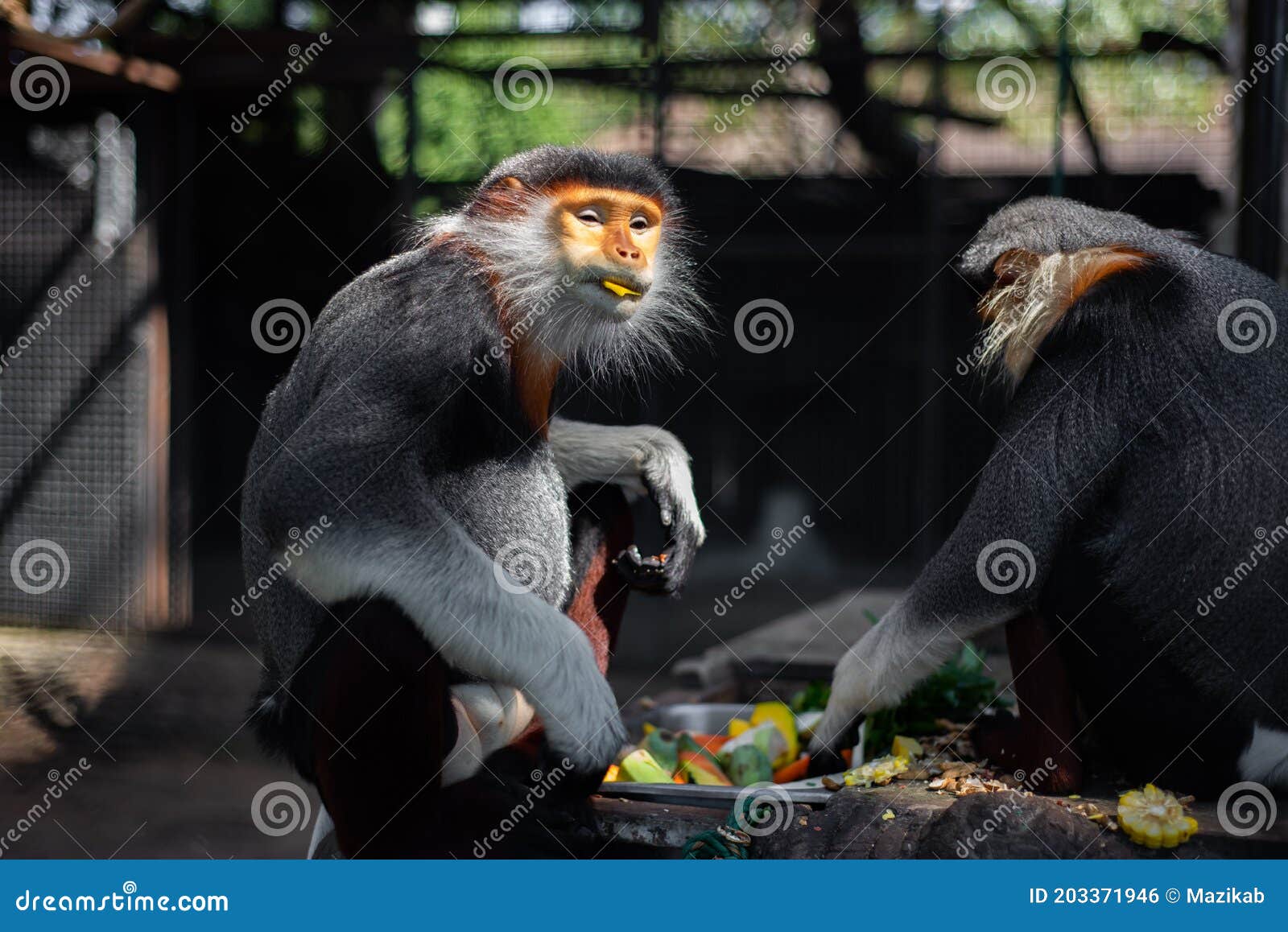 The Red Hanked Douc is a Species of Old World Monkey Stock Photo ...