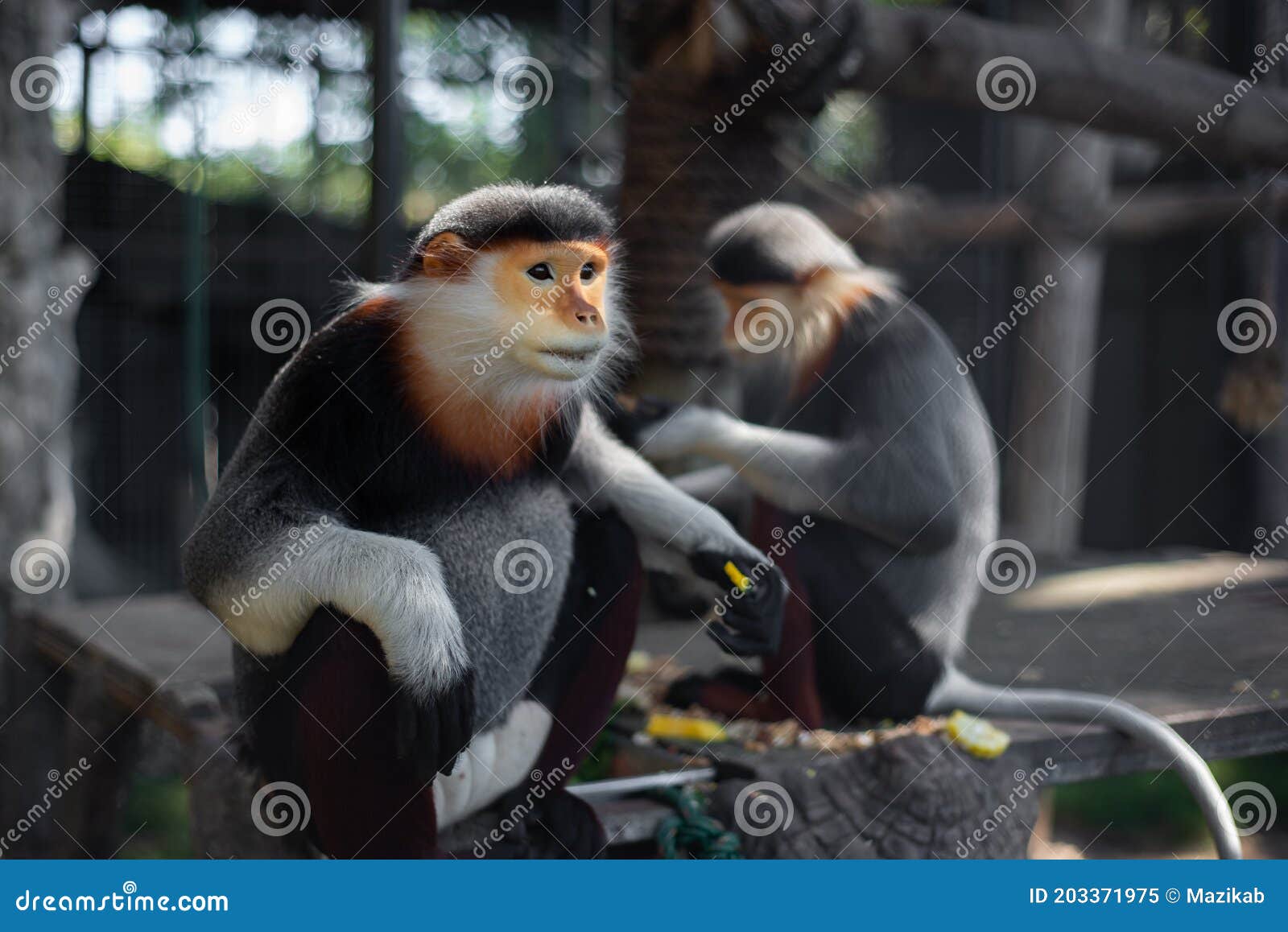 The Red Hanked Douc is a Species of Old World Monkey Stock Image ...